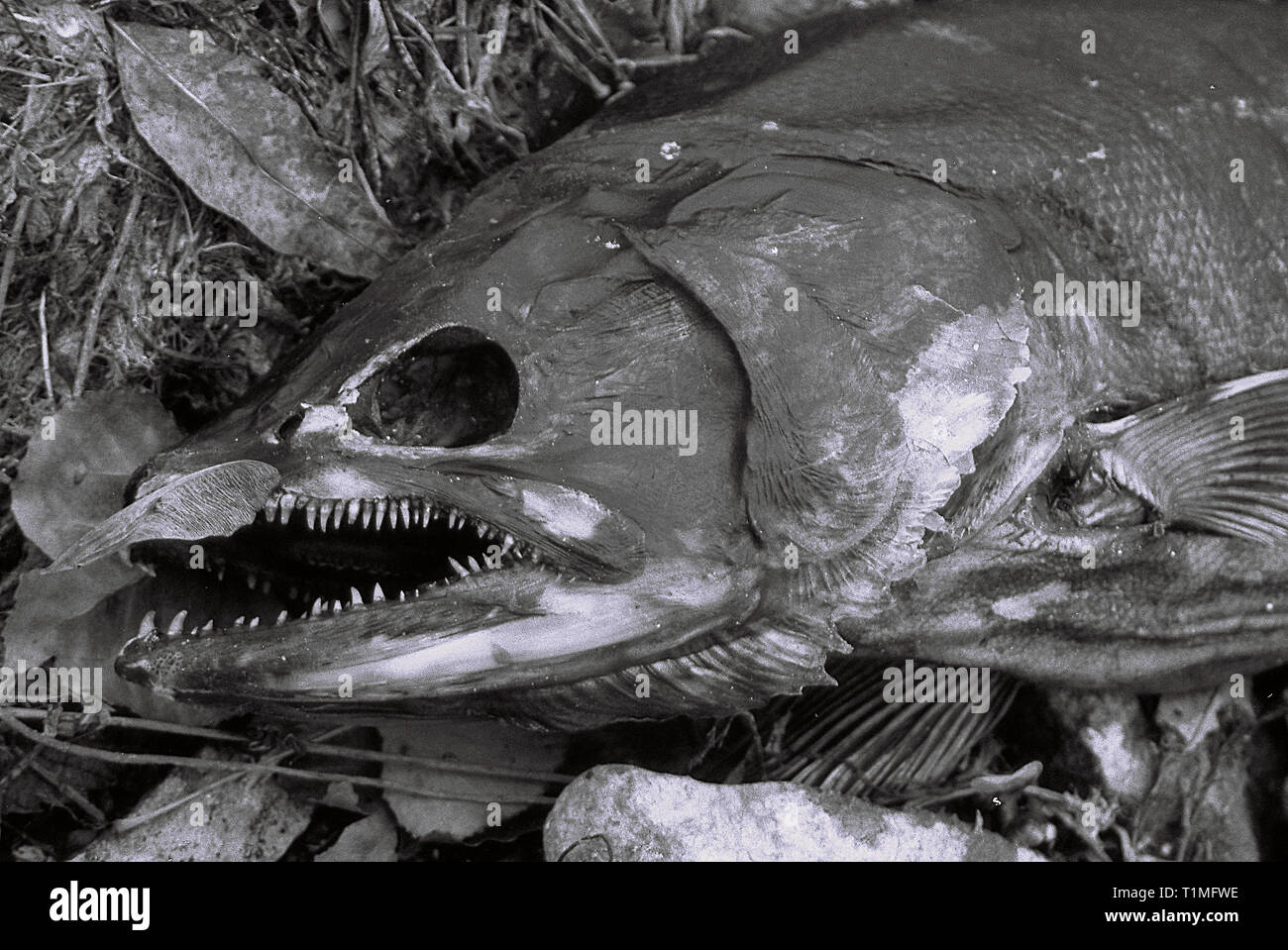 Corpse rotting hi-res stock photography and images - Alamy