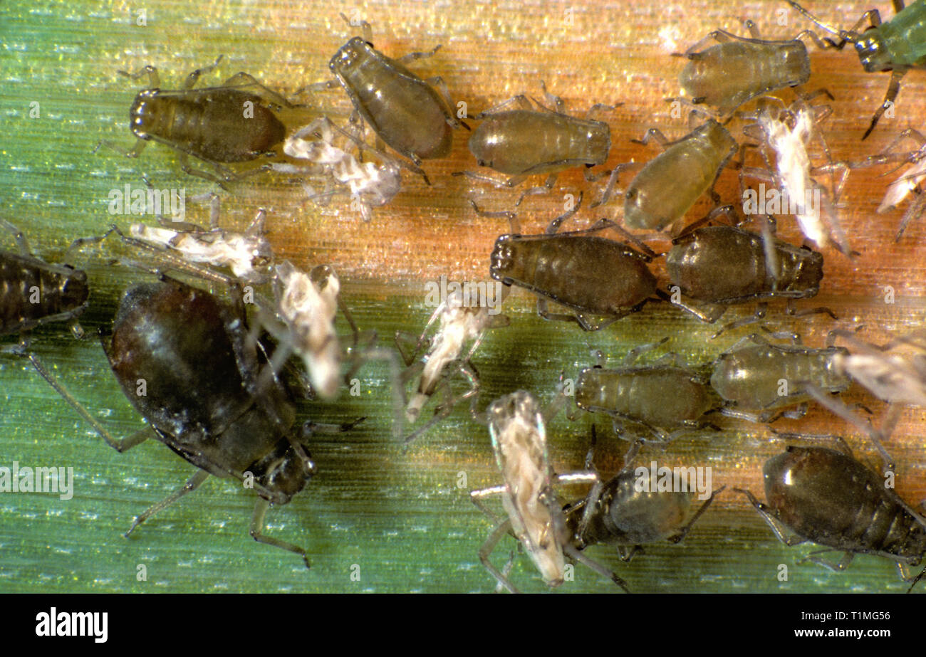 Bird cherry oat aphid (Rhopalosiphum padi) infestation on a wheat leaf ...