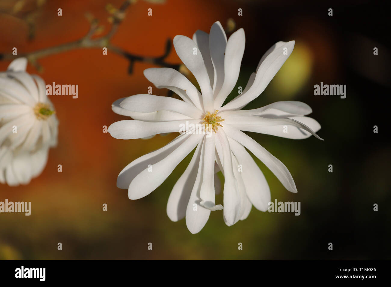 White Star Magnolia tree in full flower in my front garden in spring ...