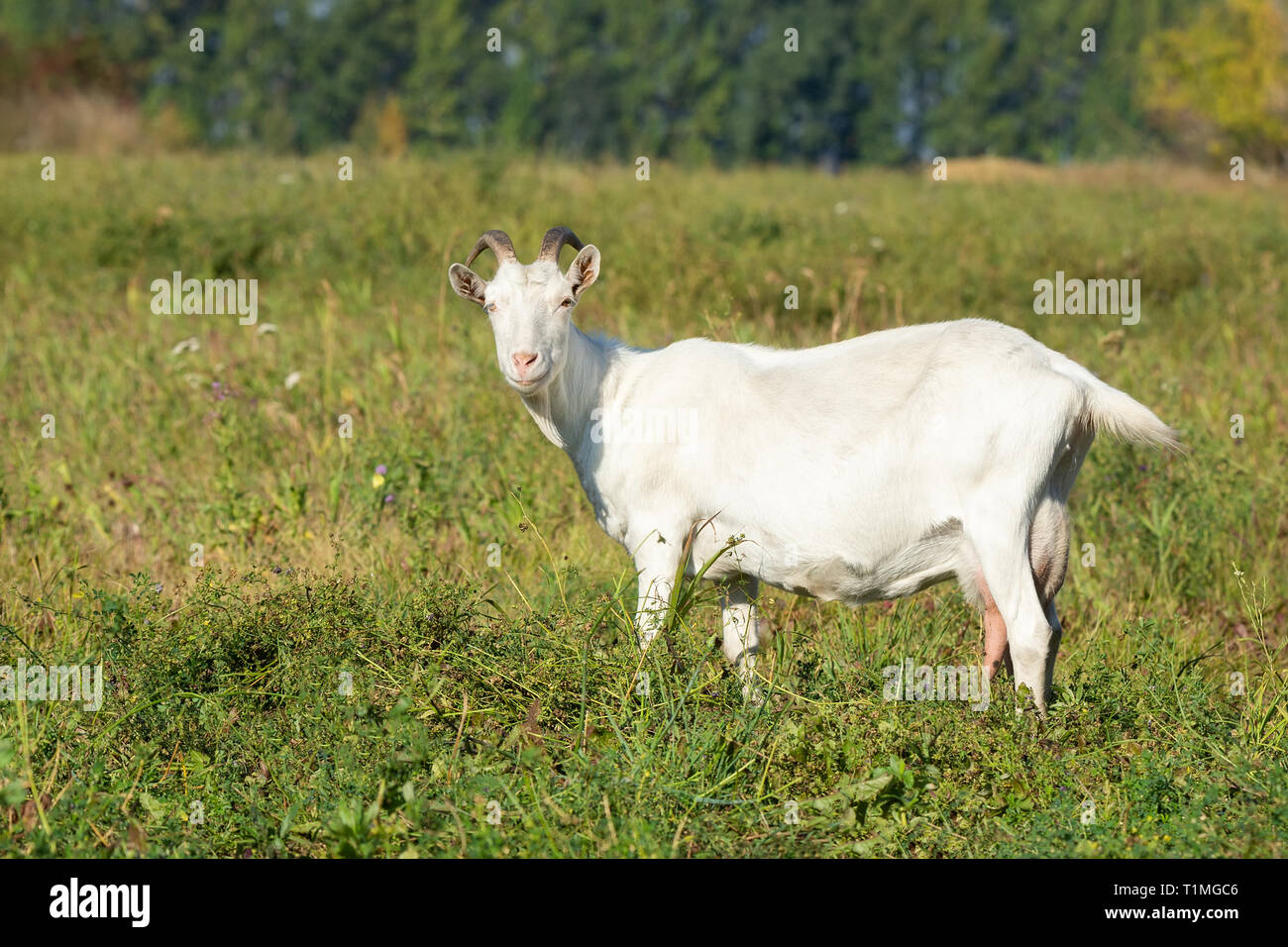 White goat in the garden eats green grass Stock Photo - Alamy