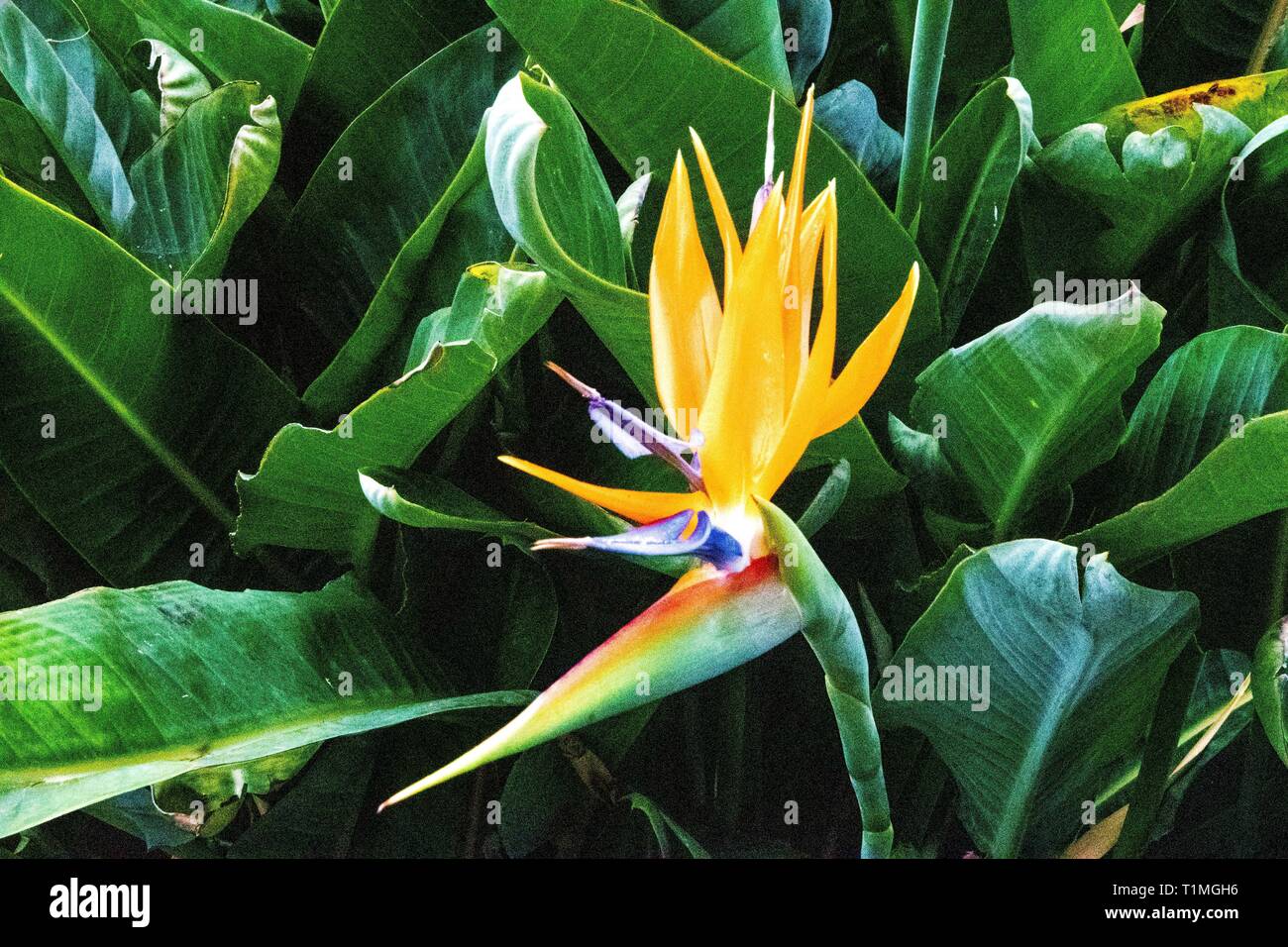 Flower nature tree and birds Stock Photo - Alamy