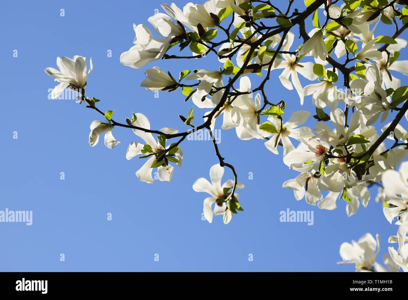 White Magnolia tree in full flower in the spring sunshine. Taken in ...