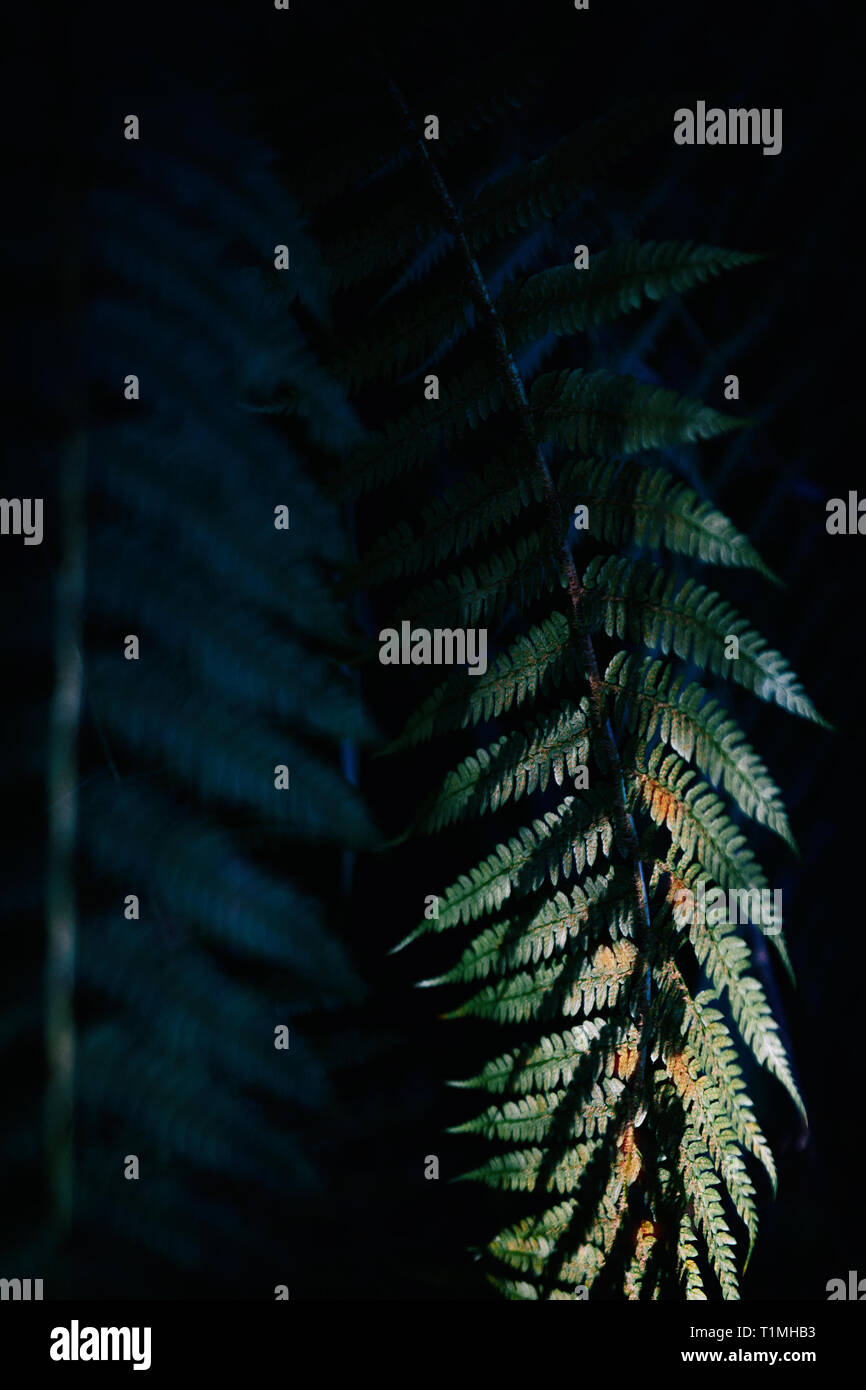 fern among shadows Stock Photo - Alamy