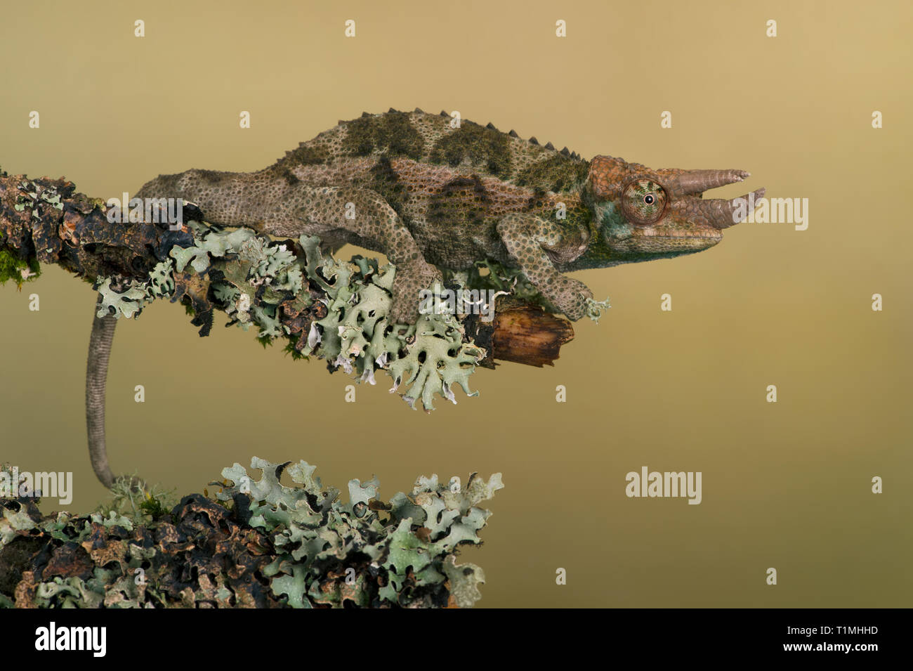 Jacksonii hi-res stock photography and images - Alamy