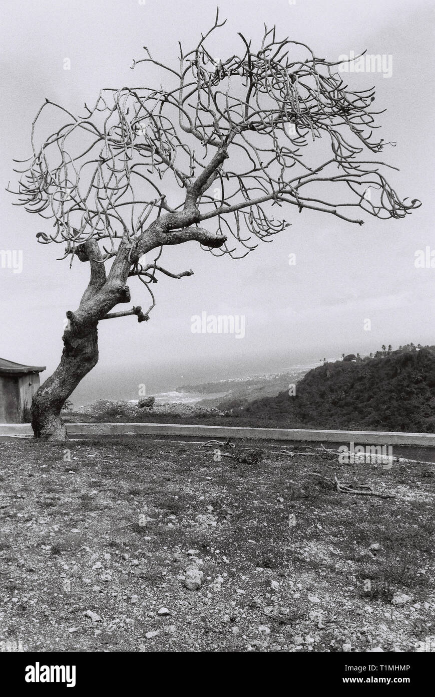 Negative tree hi-res stock photography and images - Alamy