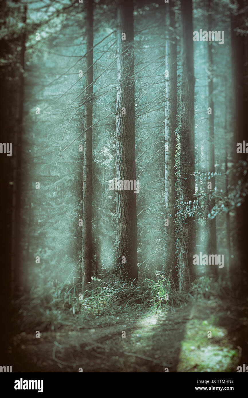 the enchanted forest Stock Photo - Alamy