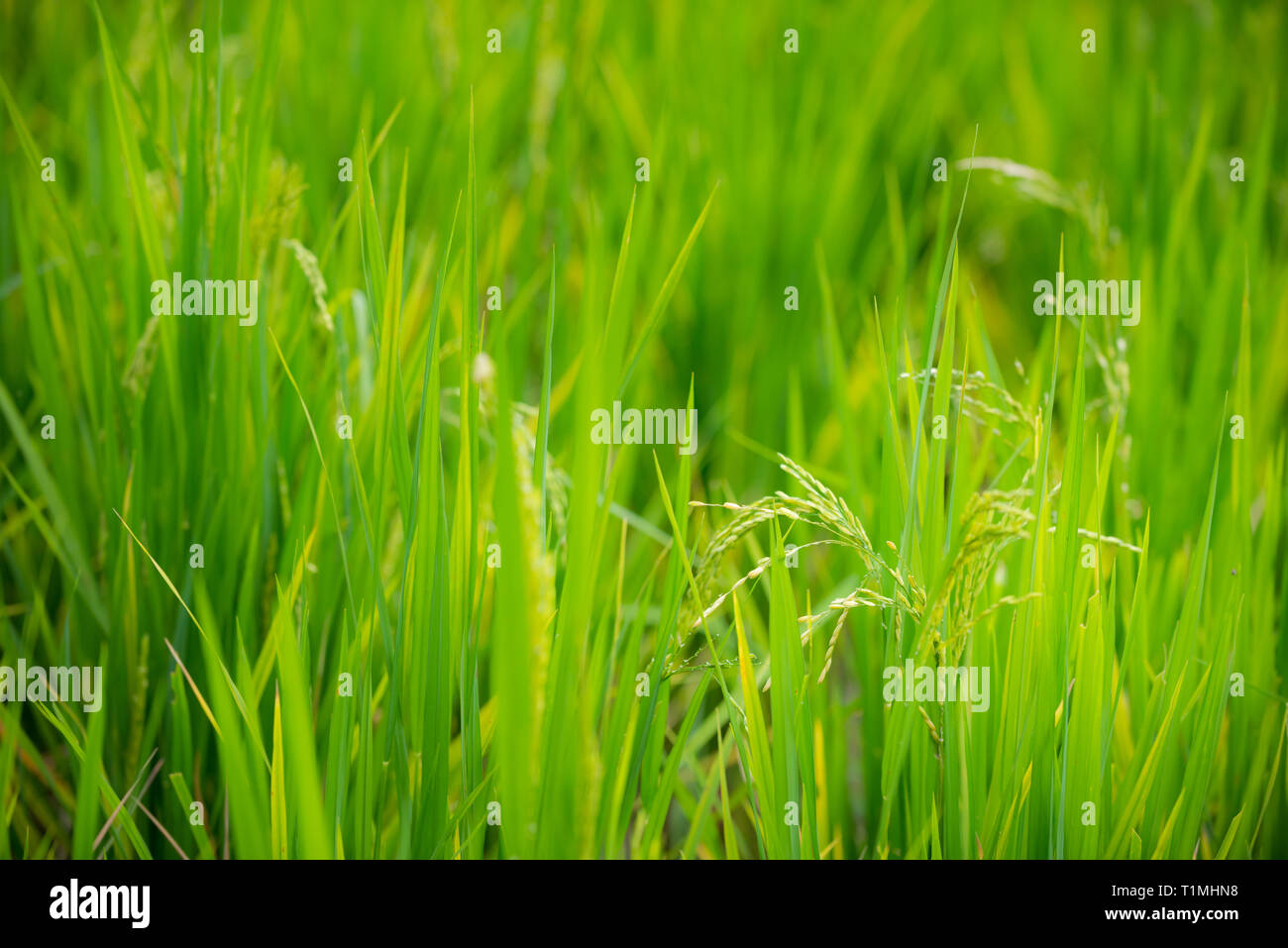 Close up beautiful rice plants hi-res stock photography and images - Alamy