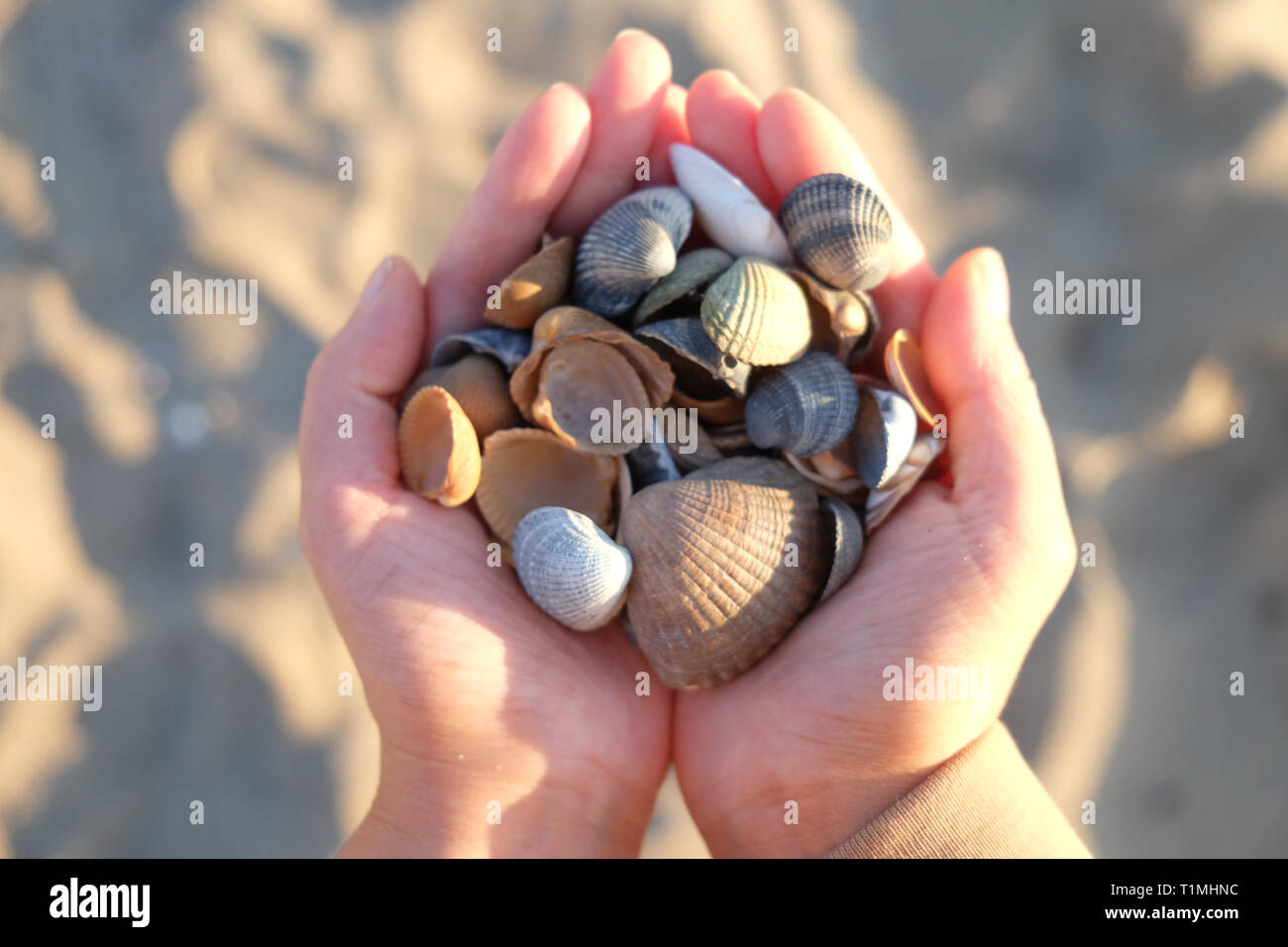 Hands full of sea shells in a shape of a heart at the beach Stock Photo ...