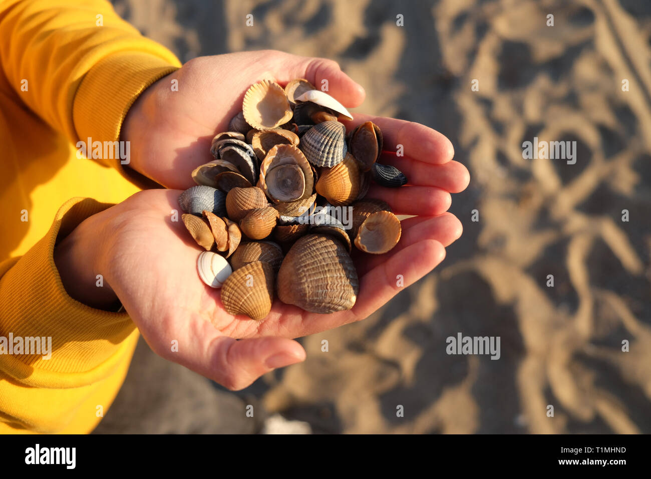 Hands full of sea shells in a shape of a heart at the beach Stock Photo ...