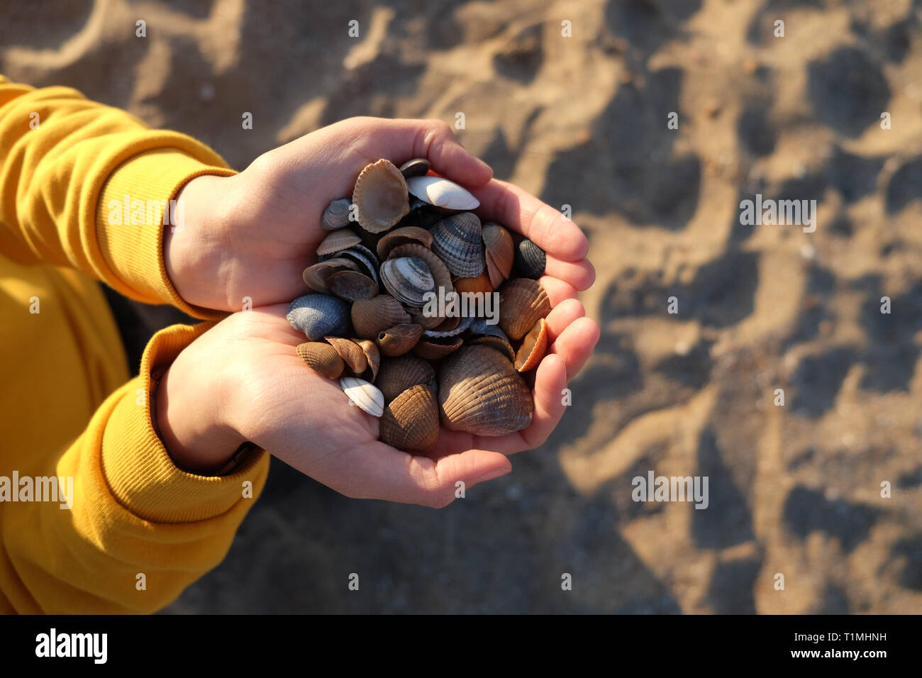 Hands full of sea shells in a shape of a heart at the beach Stock Photo ...