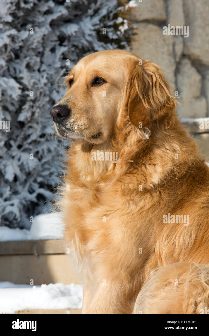 Close up golden labrador tail hi-res stock photography and images - Alamy