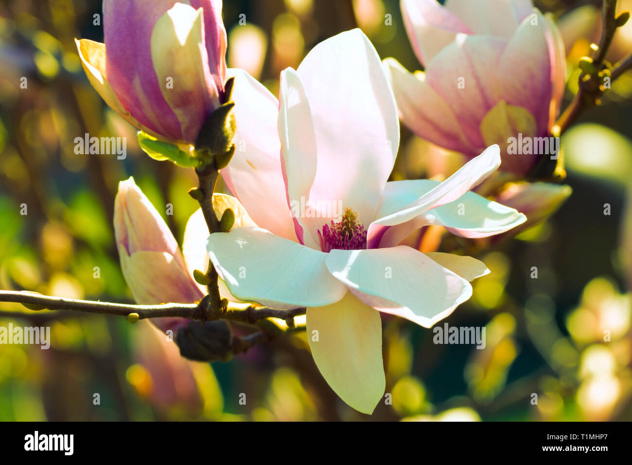 Beautiful magnolia blossom in a spring sunset light Stock Photo - Alamy