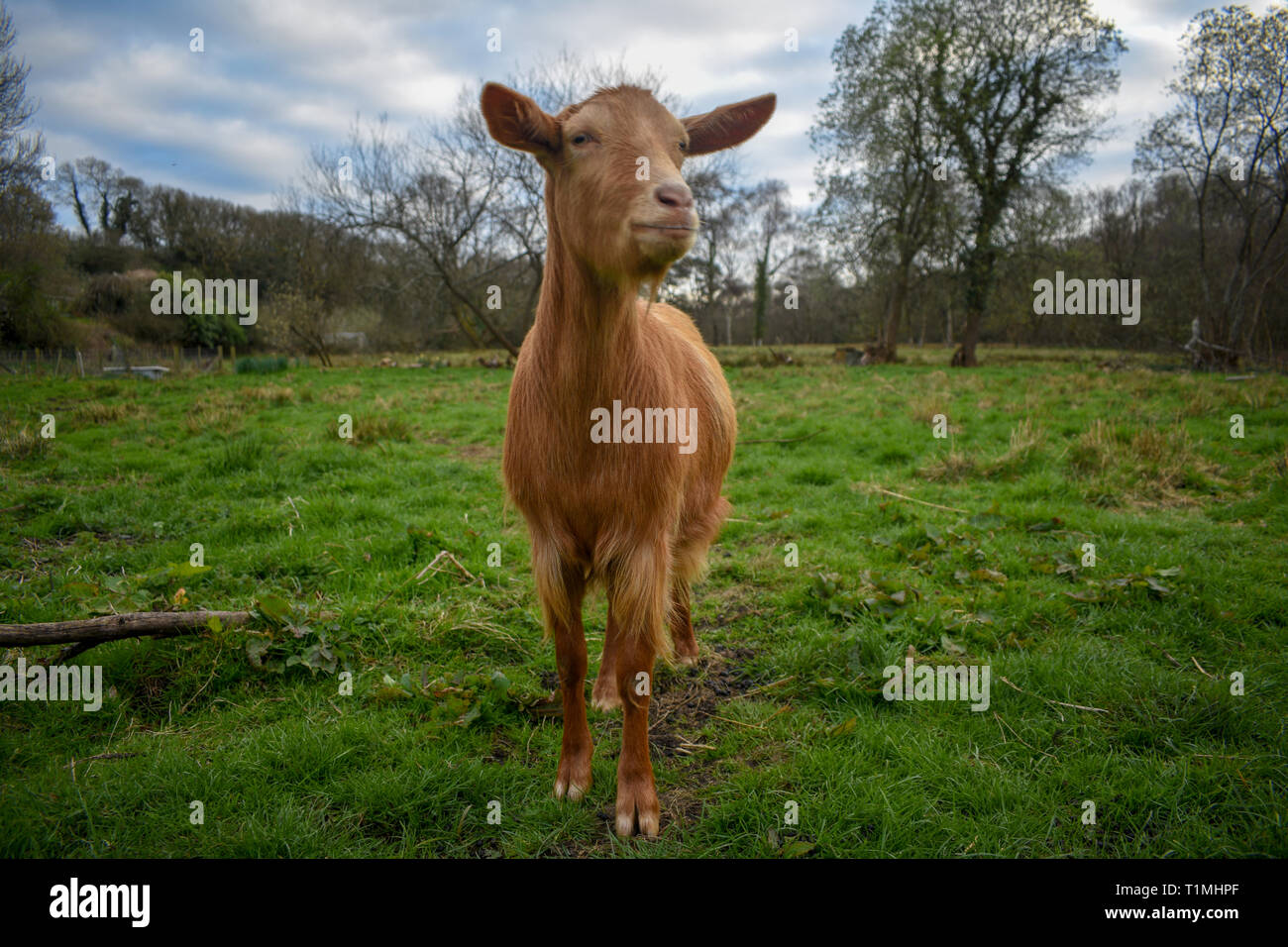 Golden guernsey goat picture hi-res stock photography and images - Alamy
