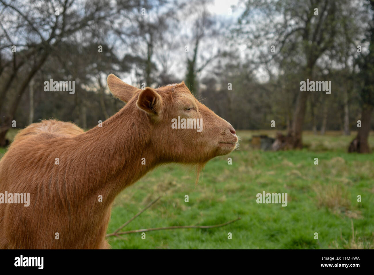 Golden guernsey goat picture hi-res stock photography and images - Alamy