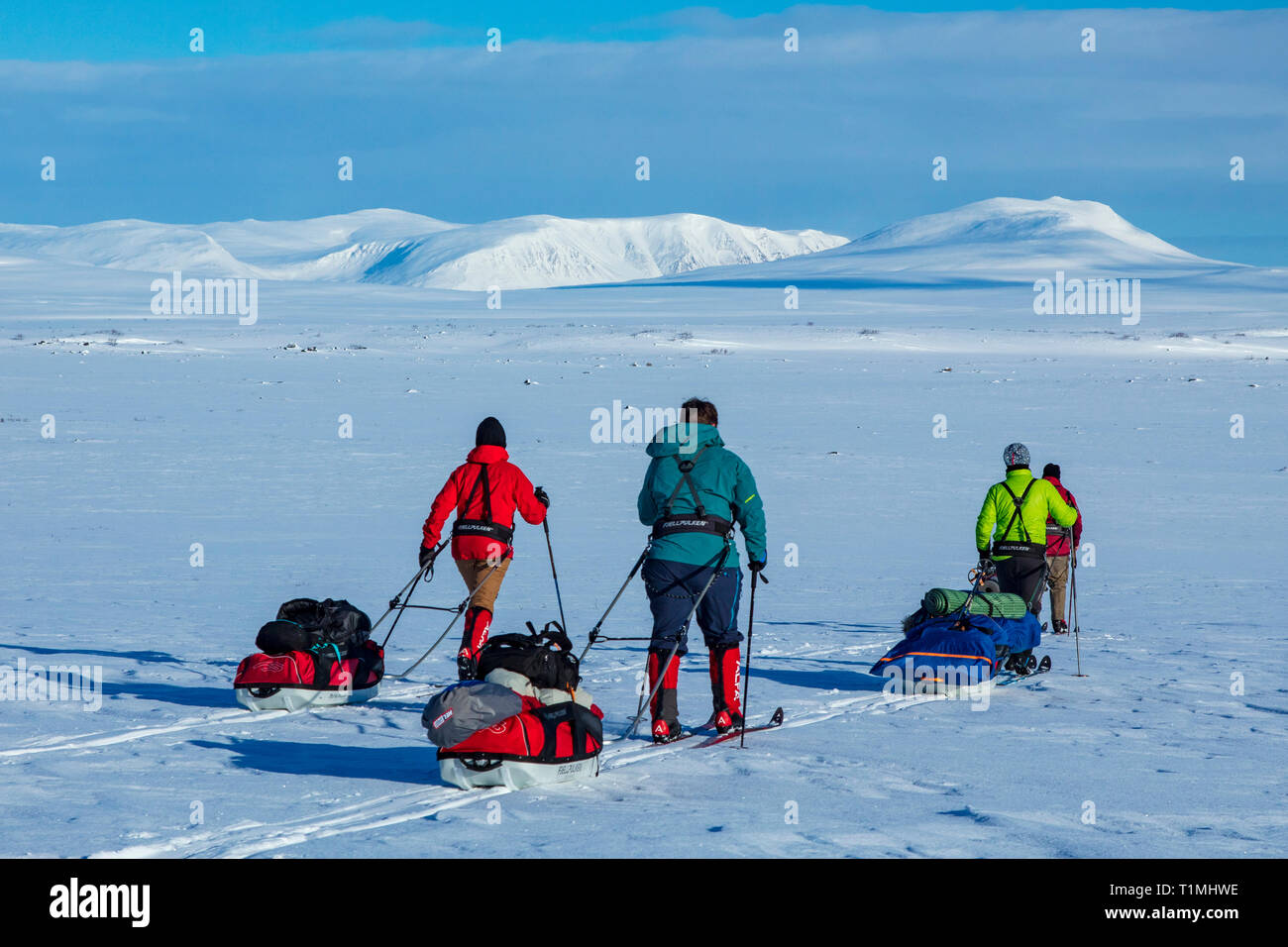 Cross country ski touring group crossing the Finnmarksvidda Plateau ...