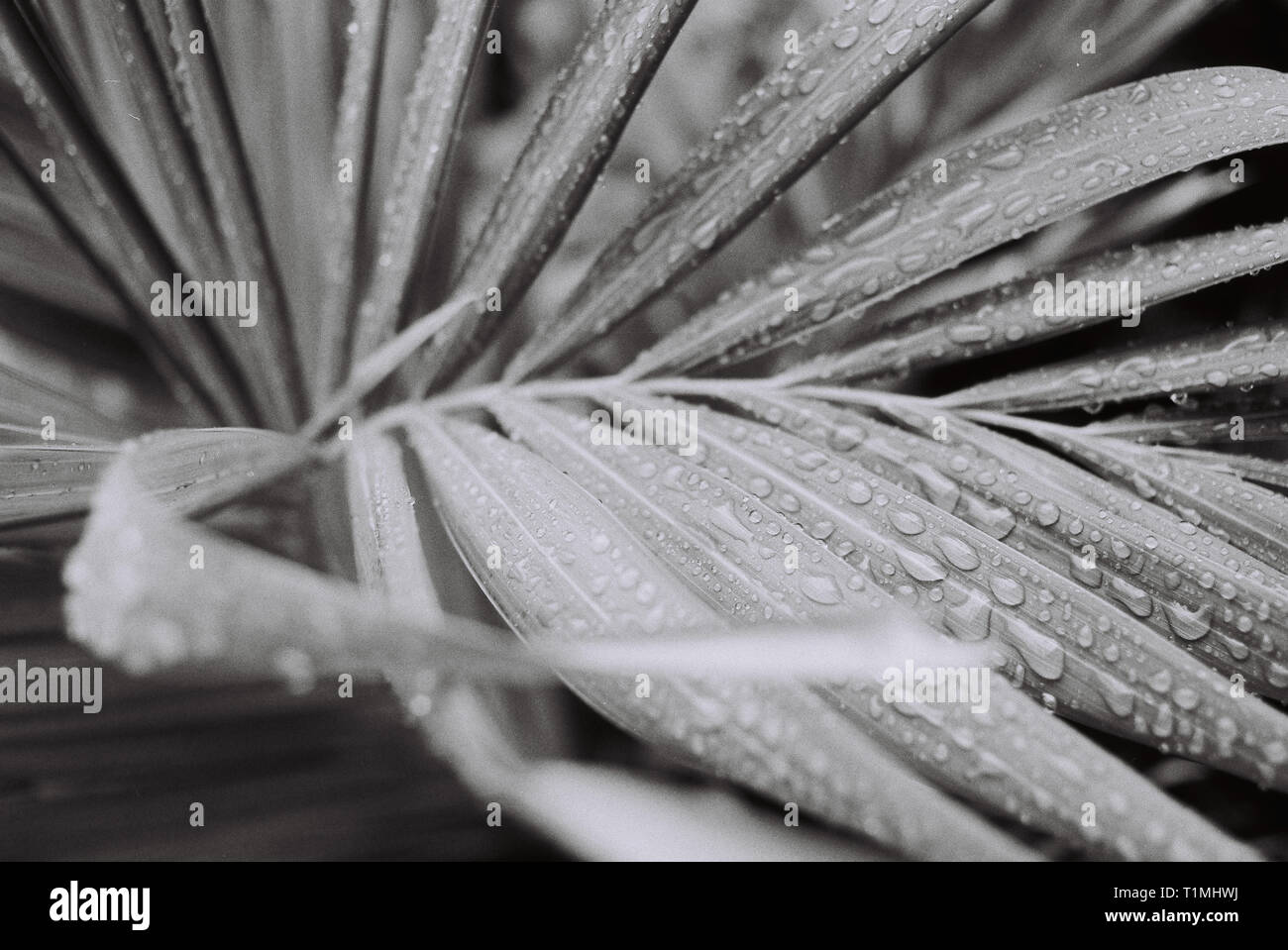 Rain photo in barbados hi-res stock photography and images - Alamy