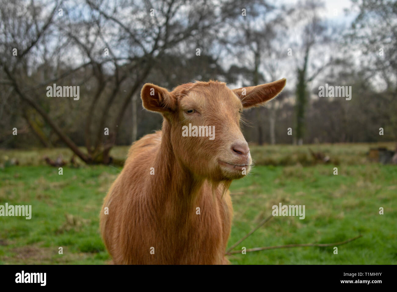 Golden Guernsey Goat standing in a field on a smallholding Stock Photo ...