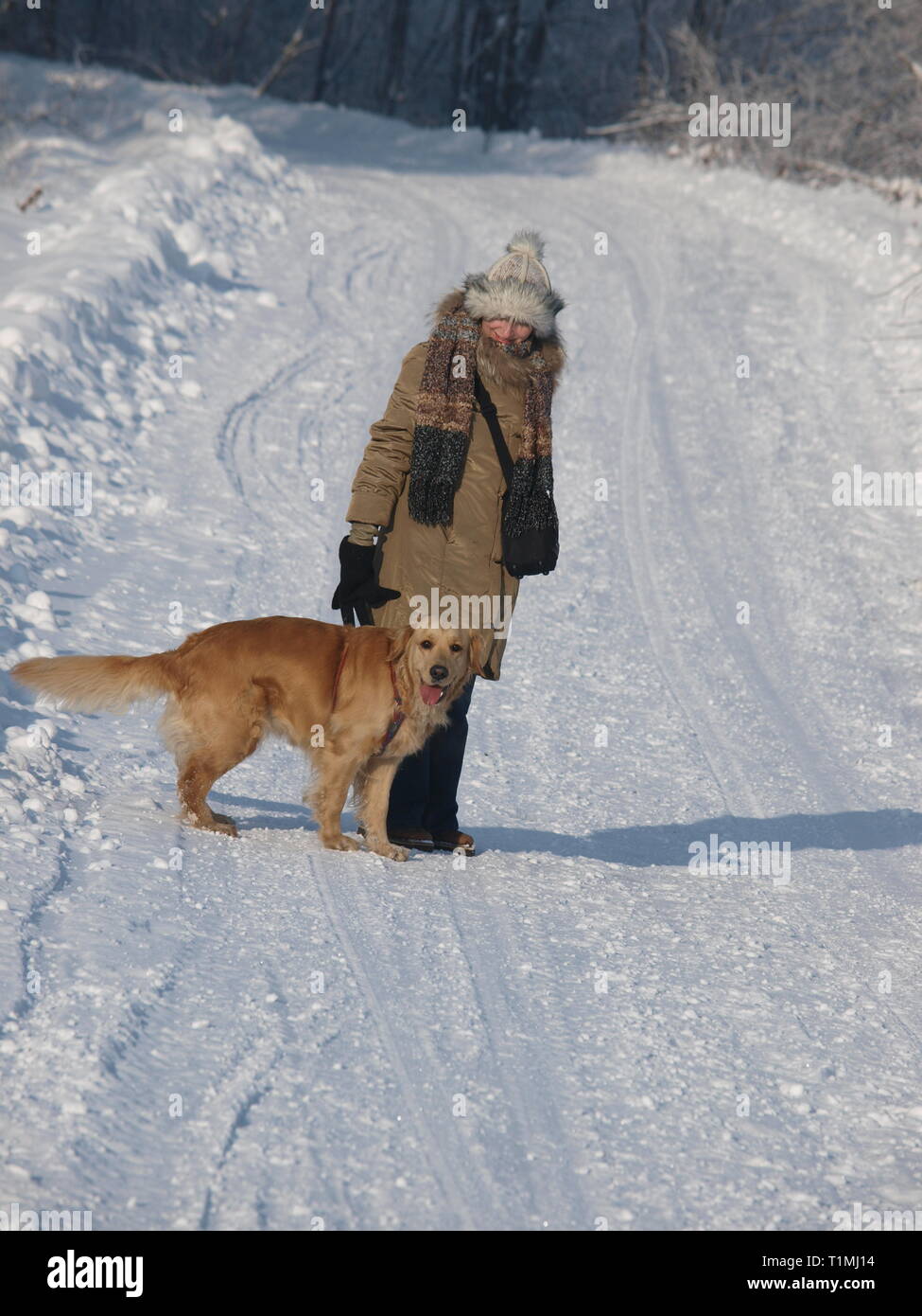 Close up golden labrador tail hi-res stock photography and images - Alamy