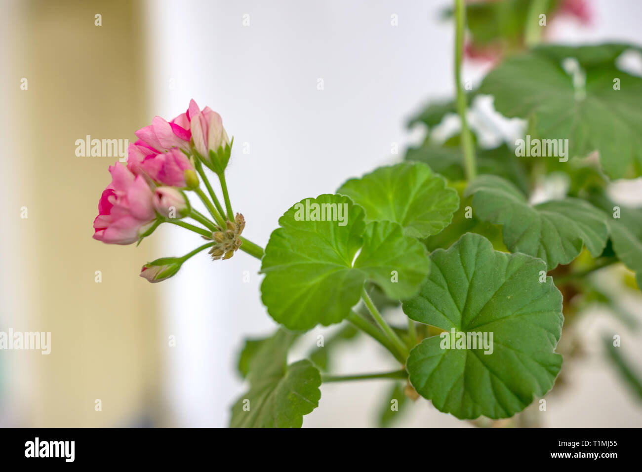 A close-up of a blooming pink twig pelargonium of a rustic window, a ...