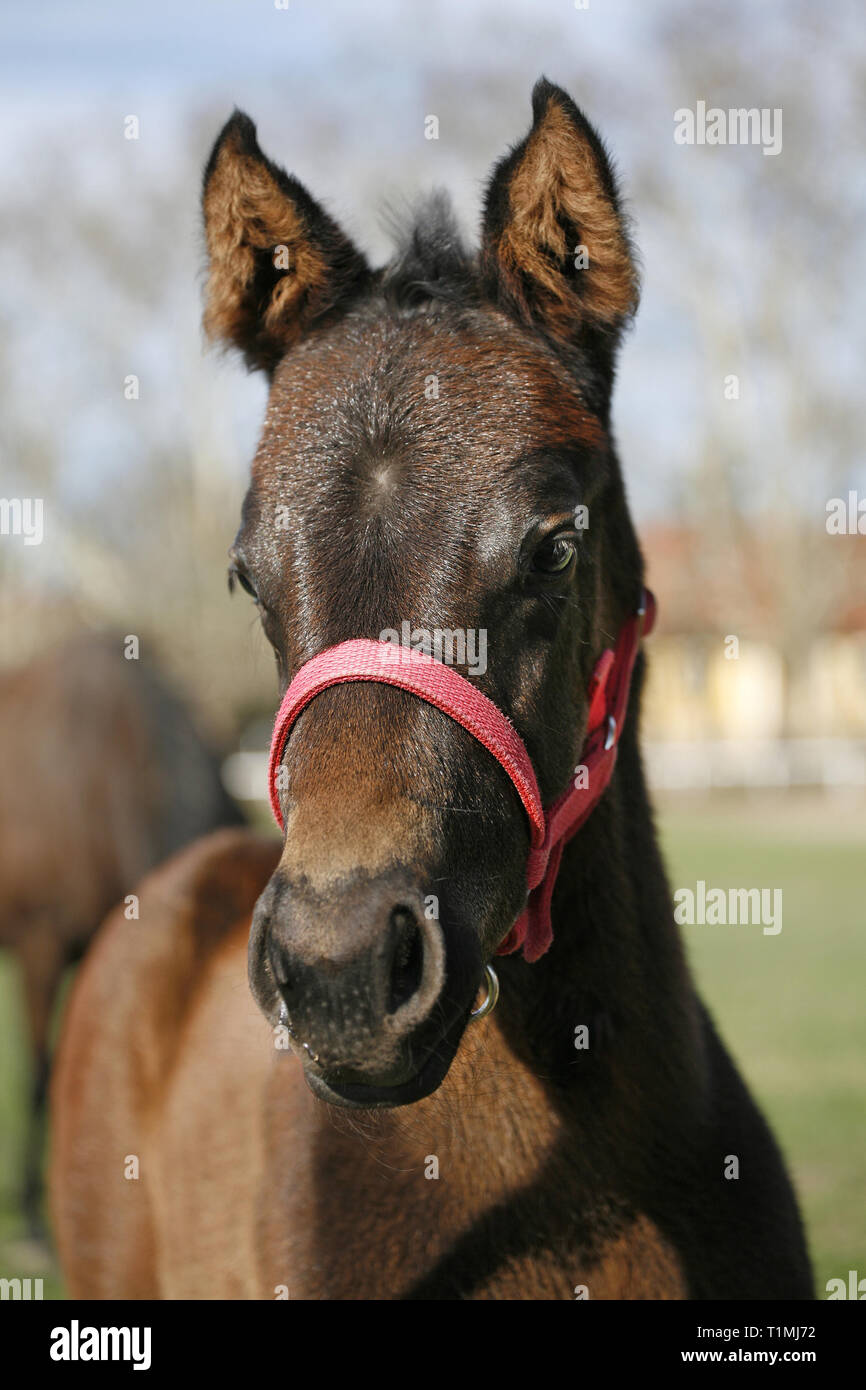 Head shot of a newborn thoroughbred filly at beautiful animal ranch ...