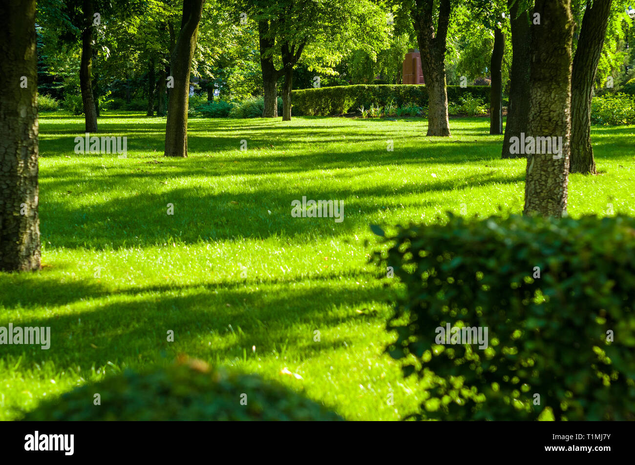 early summer landscape, old Park, trees, bushes, green grass, bright ...
