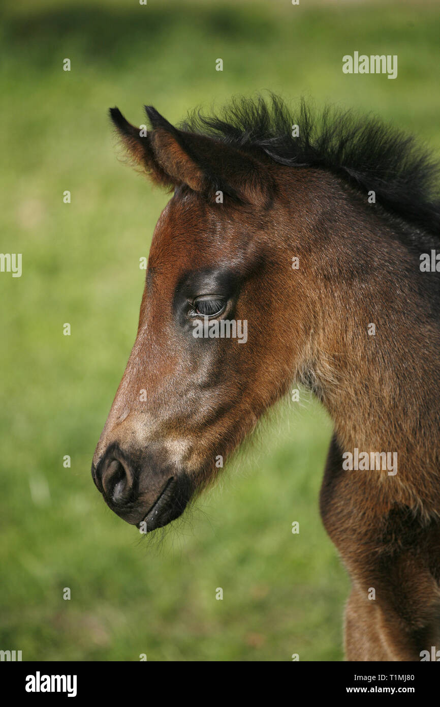 Head shot of a newborn thoroughbred filly at beautiful animal ranch ...