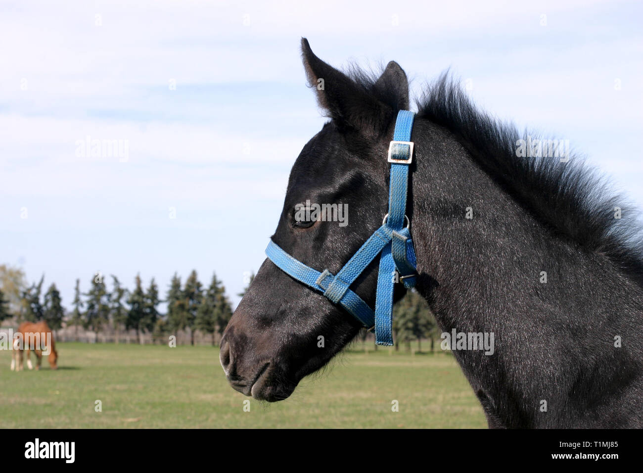 Head shot of a newborn thoroughbred filly at beautiful animal ranch ...