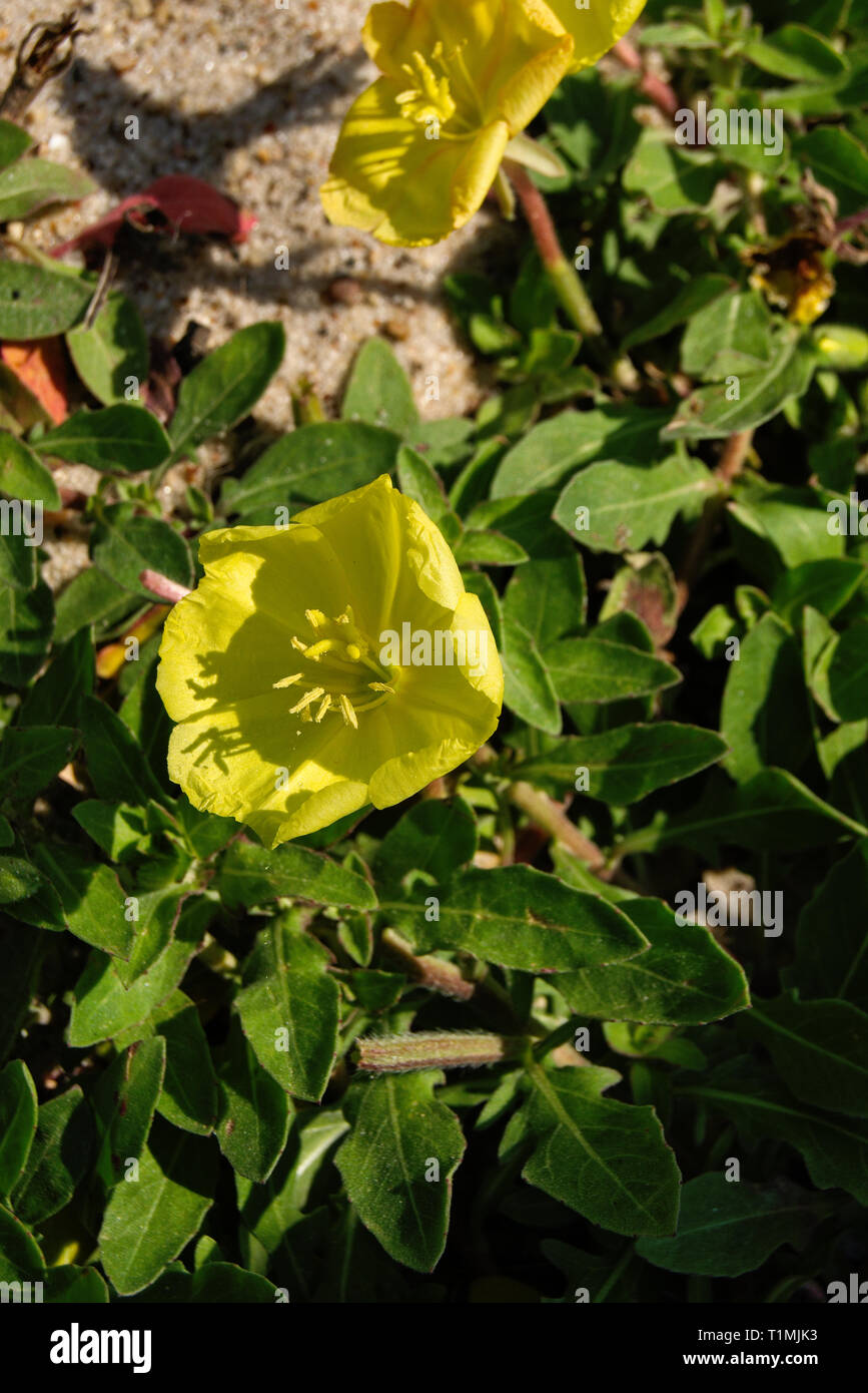 Small and dainty hi-res stock photography and images - Alamy