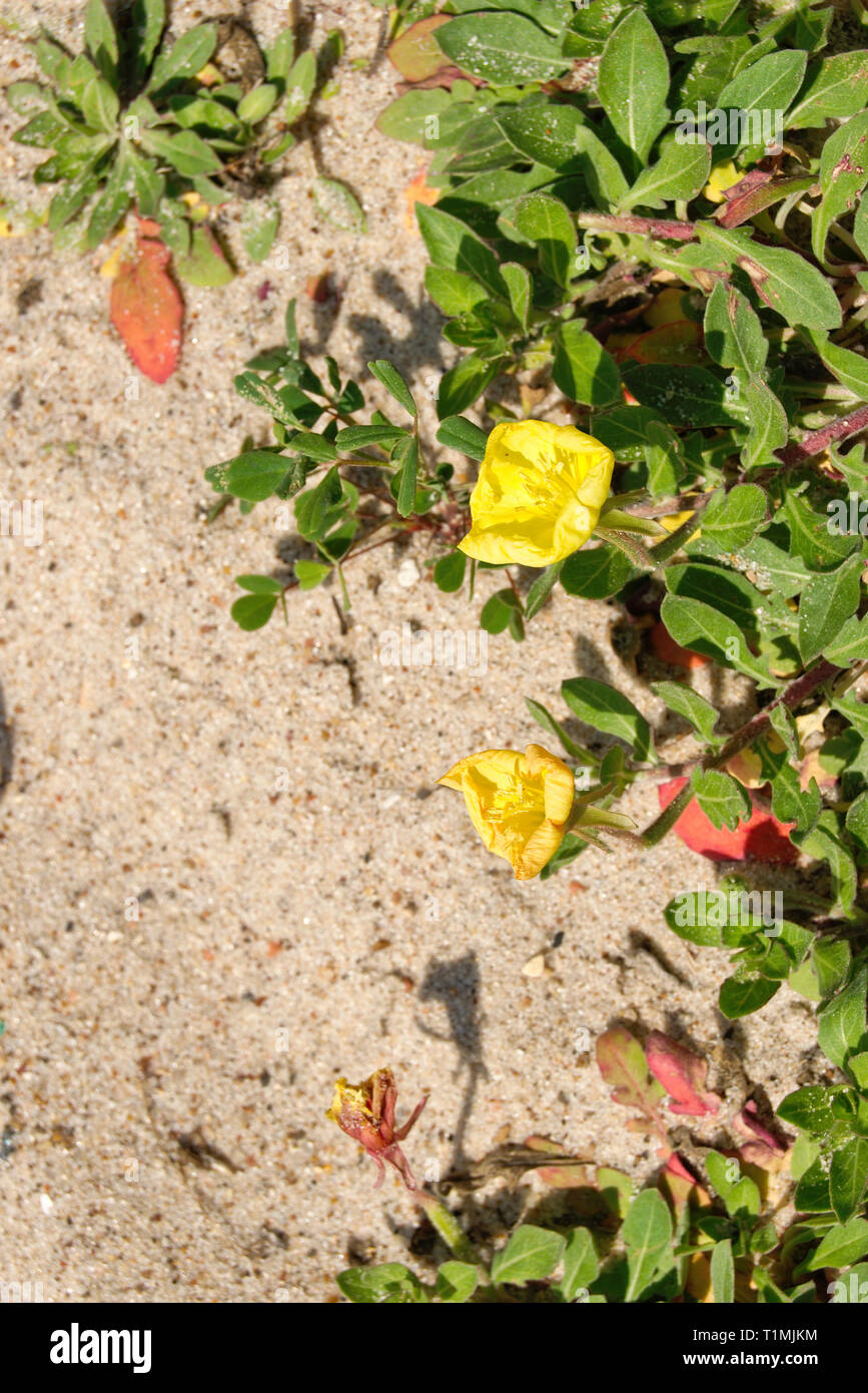 Small dainty yellow flower growing on the sandy beach Stock Photo - Alamy