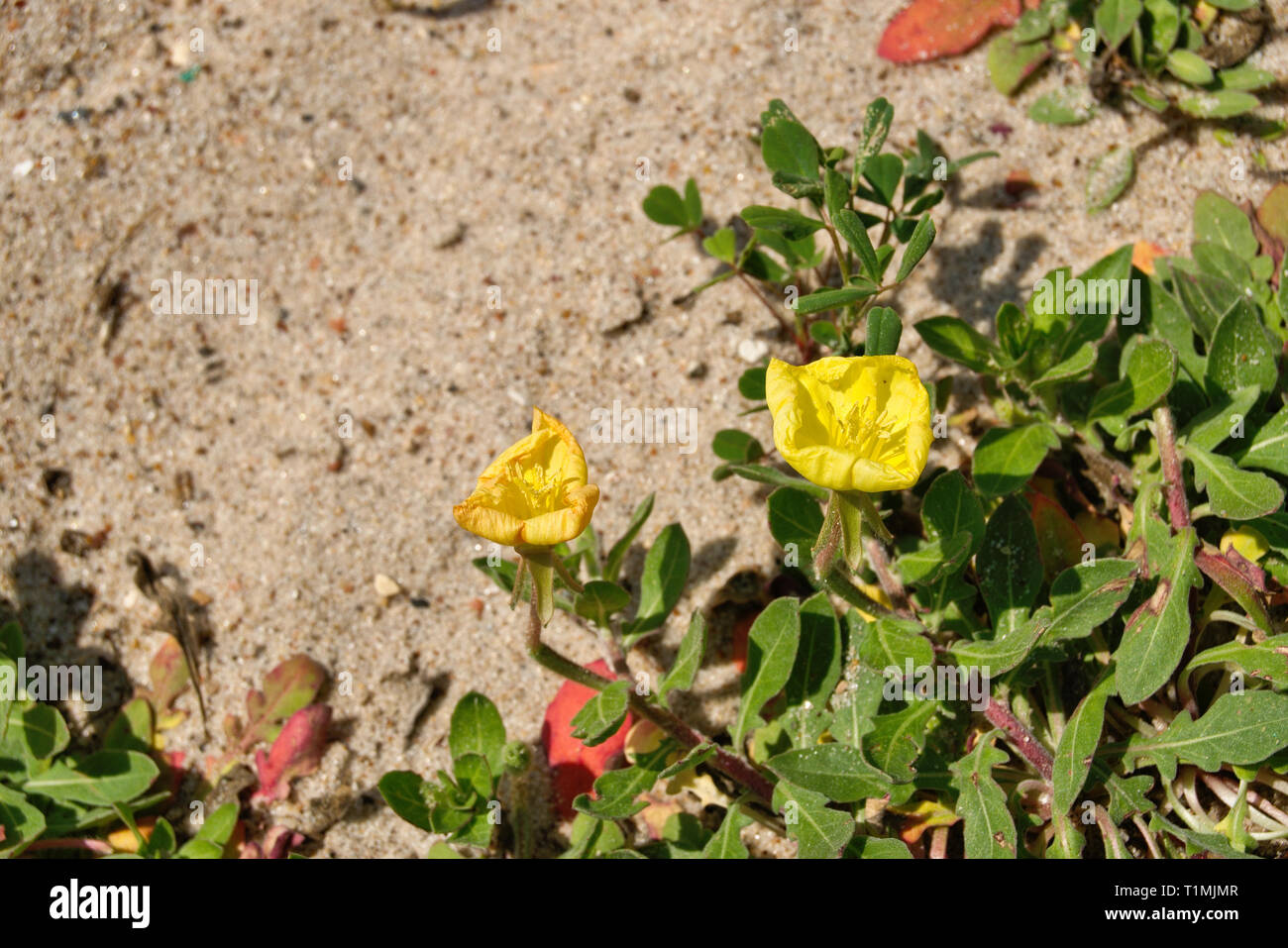 Small dainty yellow flower growing on the sandy beach Stock Photo - Alamy