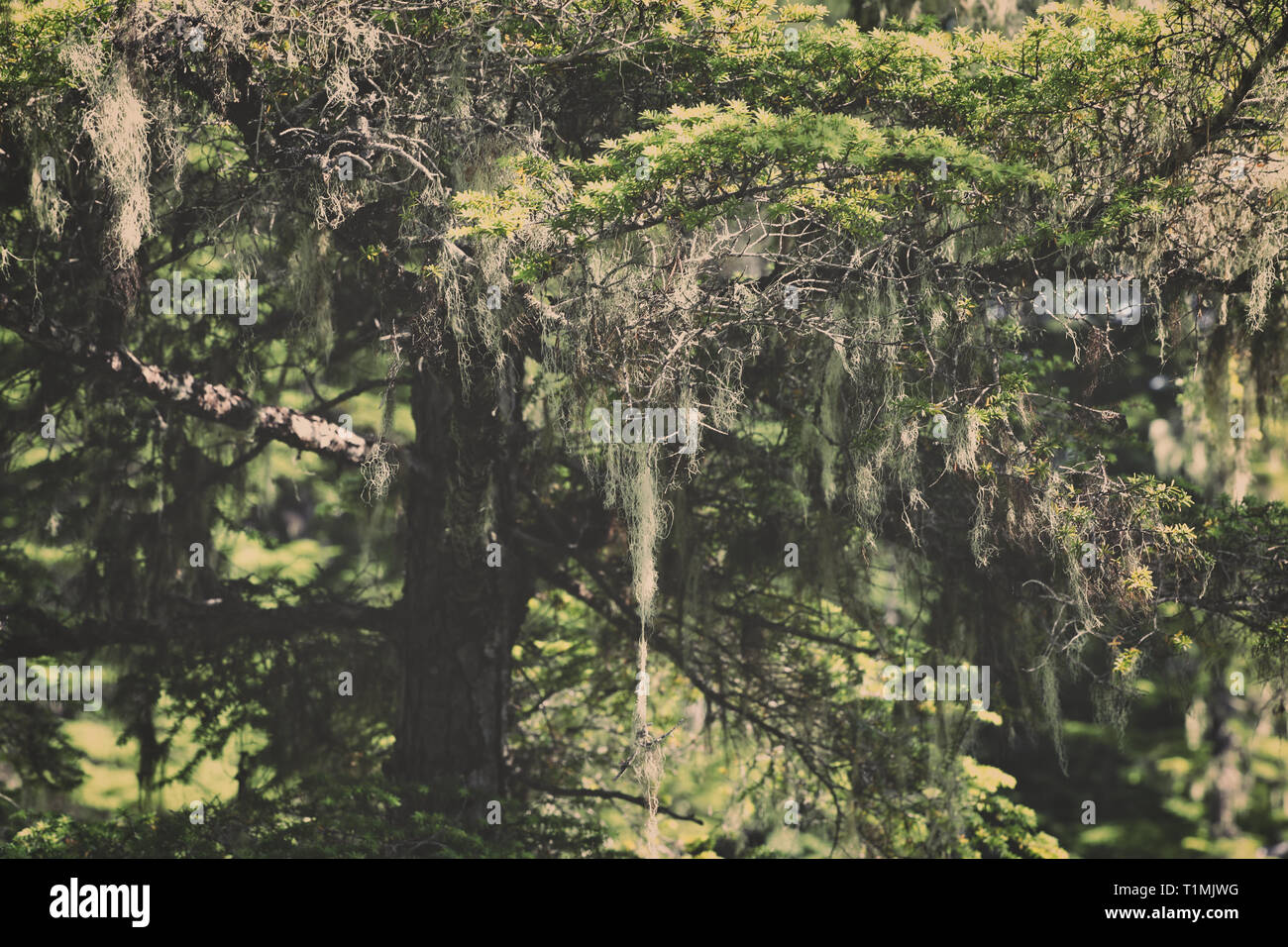 Spanish moss, Alaska Stock Photo - Alamy