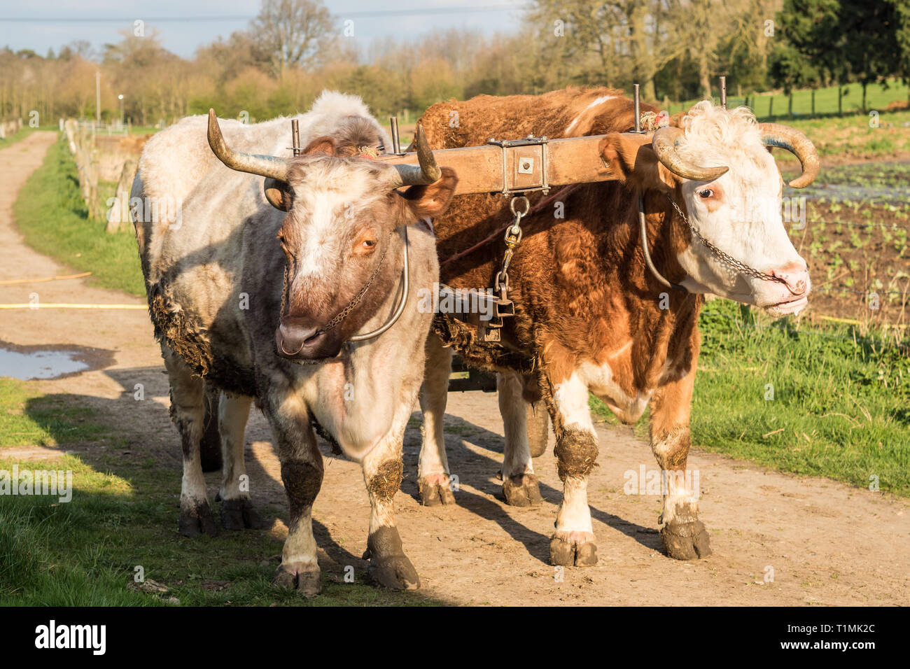 Working cattle hi-res stock photography and images - Alamy