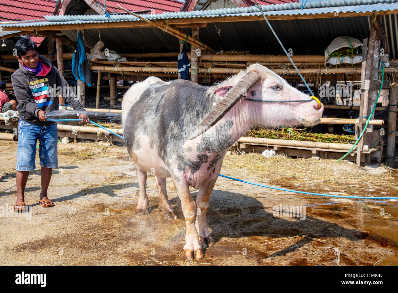 A young Torajan man looking after a prize, rare albino, blue-eyed ...