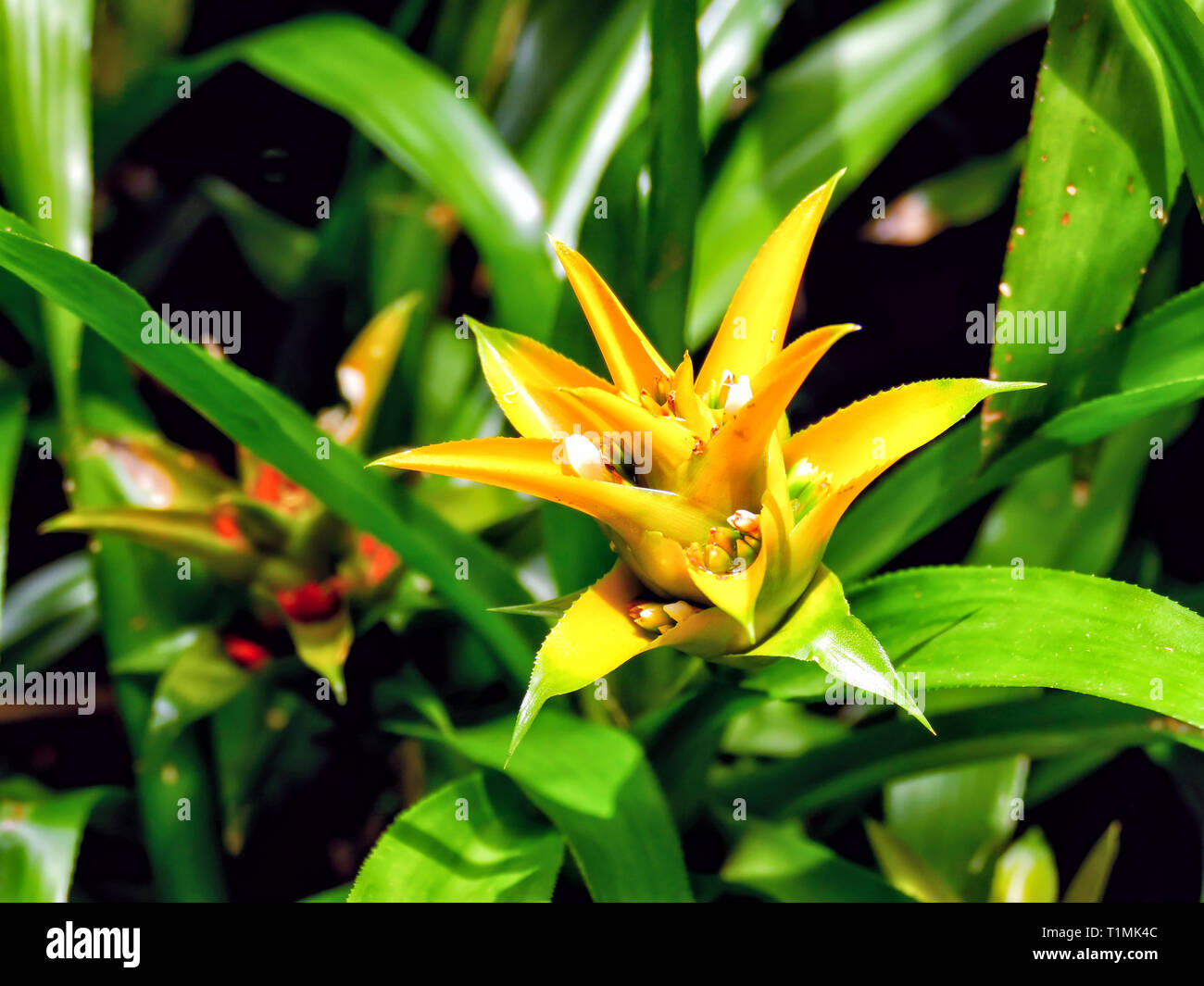Bromeliad plant (Canistropsis billbergioides Stock Photo - Alamy