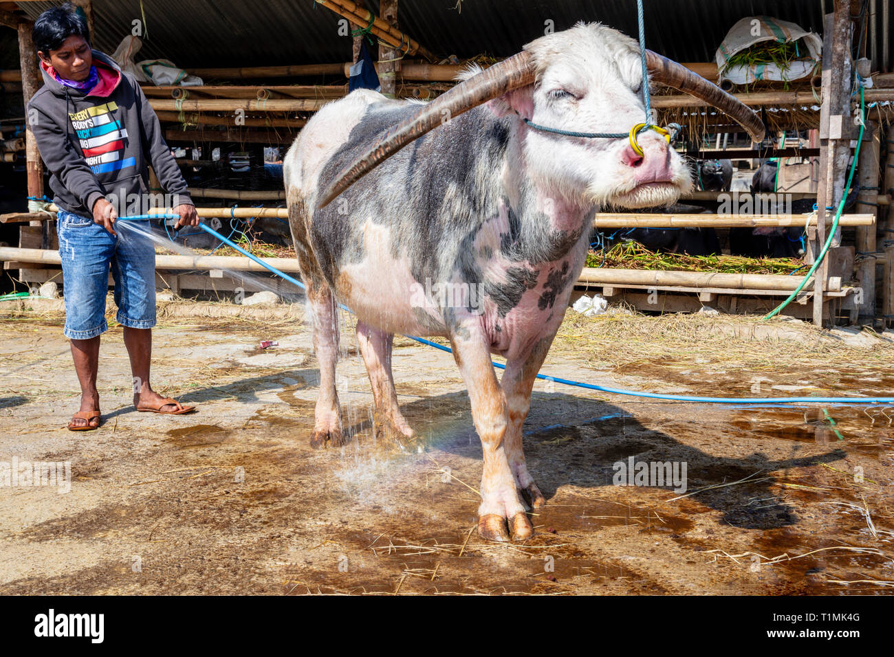 A young Torajan man looking after a prize, rare albino, blue-eyed ...