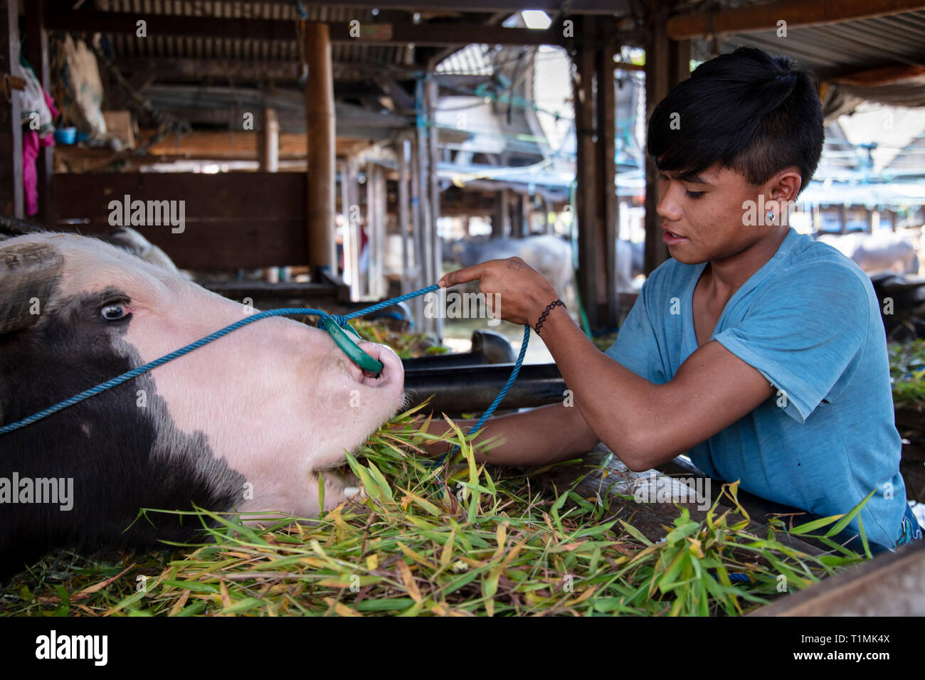 A young Torajan man looking after a prize, rare albino, blue-eyed ...