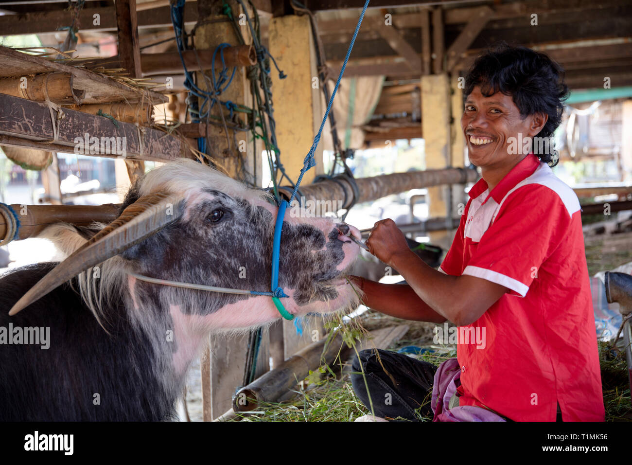 A young Torajan man looking after a prize, rare albino, blue-eyed ...