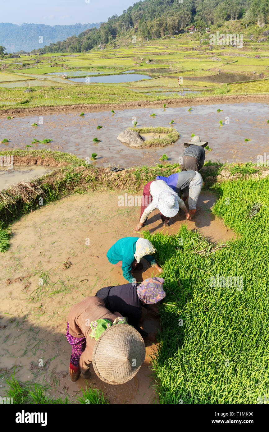 Rice farmers planting their crop in terraces in Toraja, Central ...