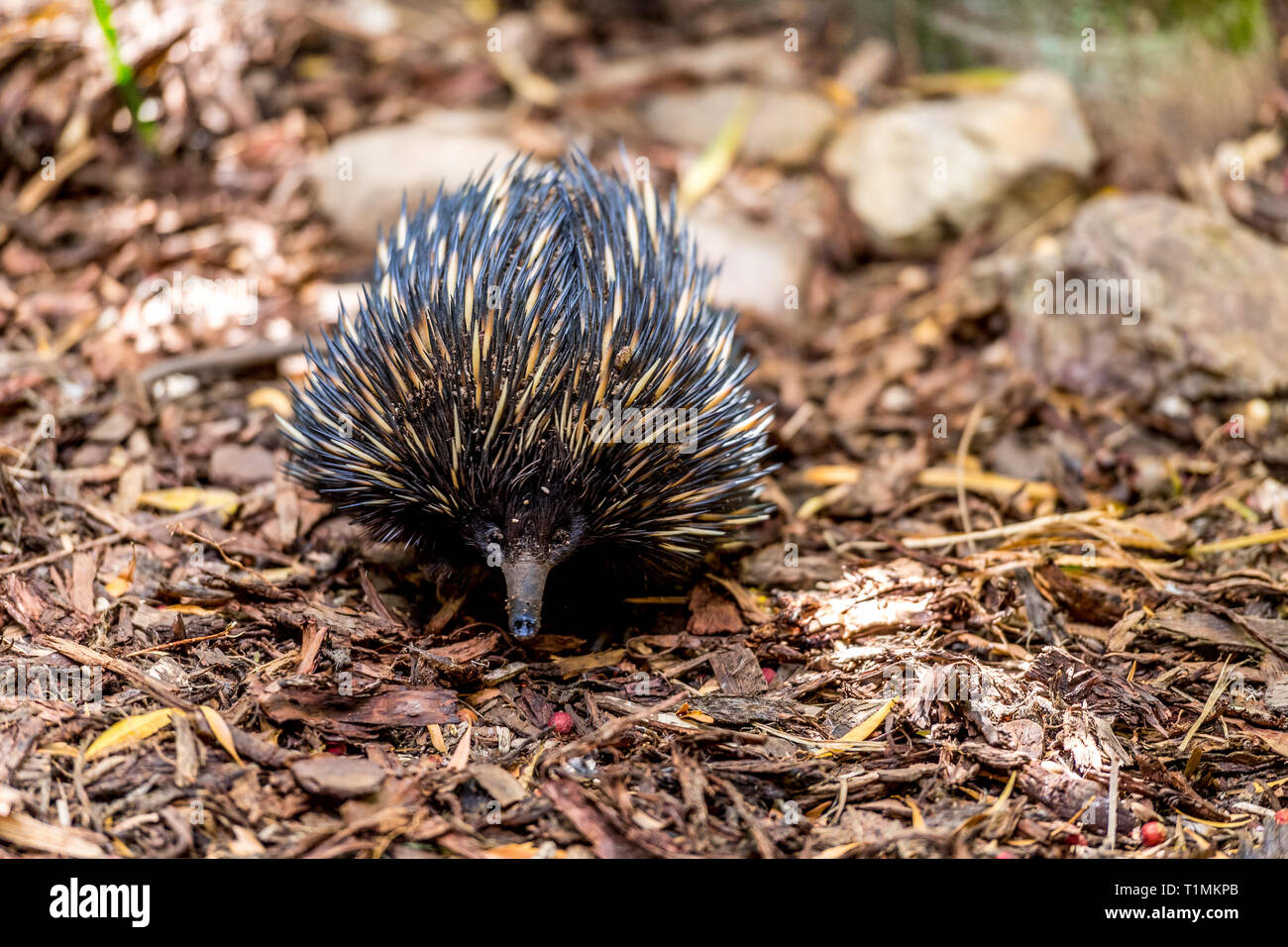 Echidna, an Australian native animal with sharp spines covering its ...