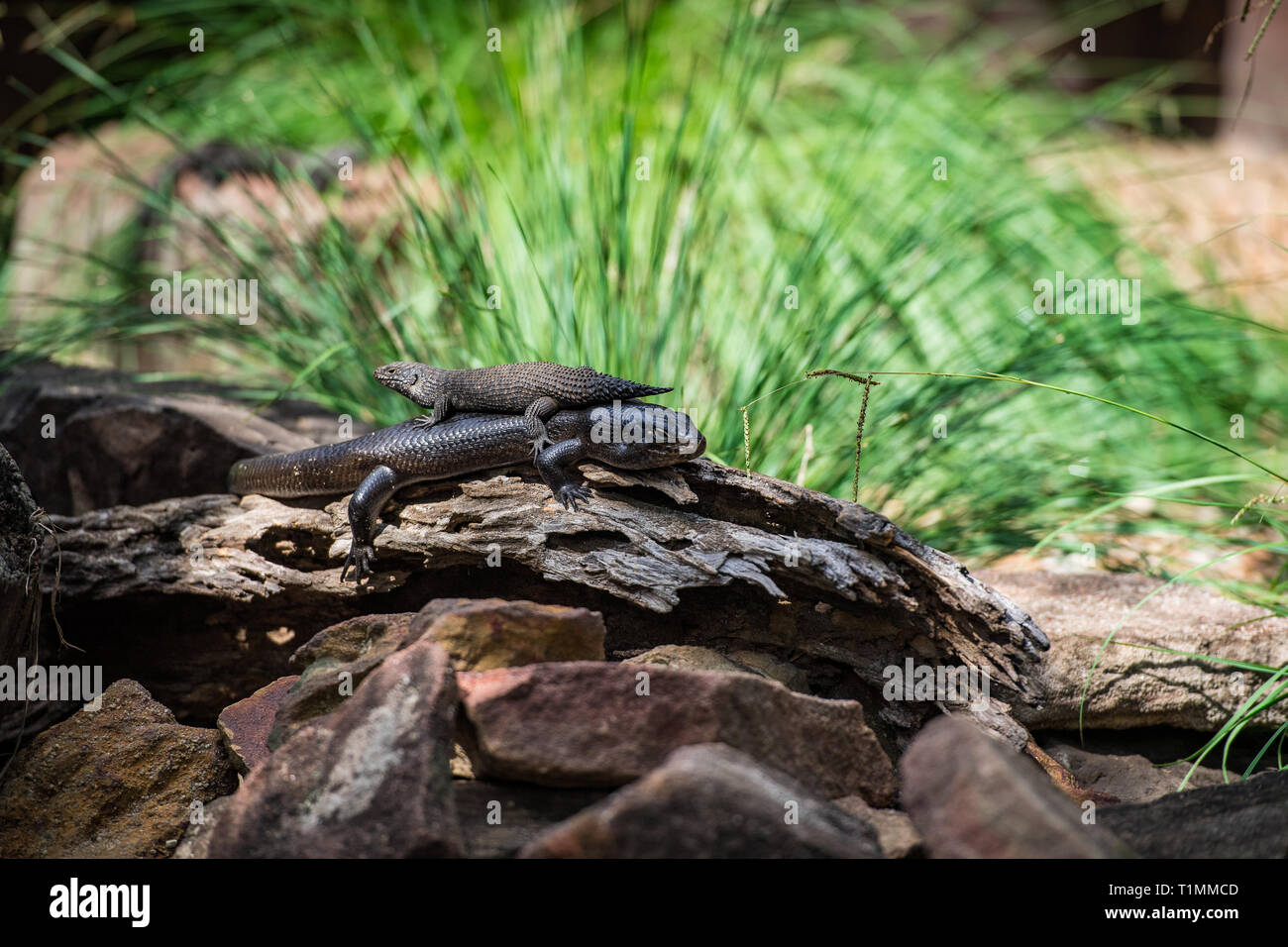 Lizards camouflage hi-res stock photography and images - Alamy