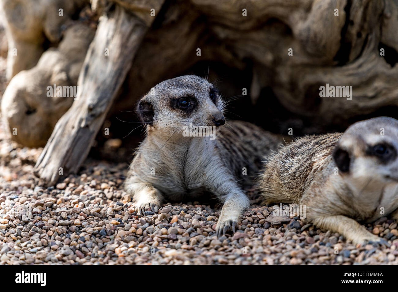 The meerkat or suricate (Suricata suricatta) is a small carnivoran ...