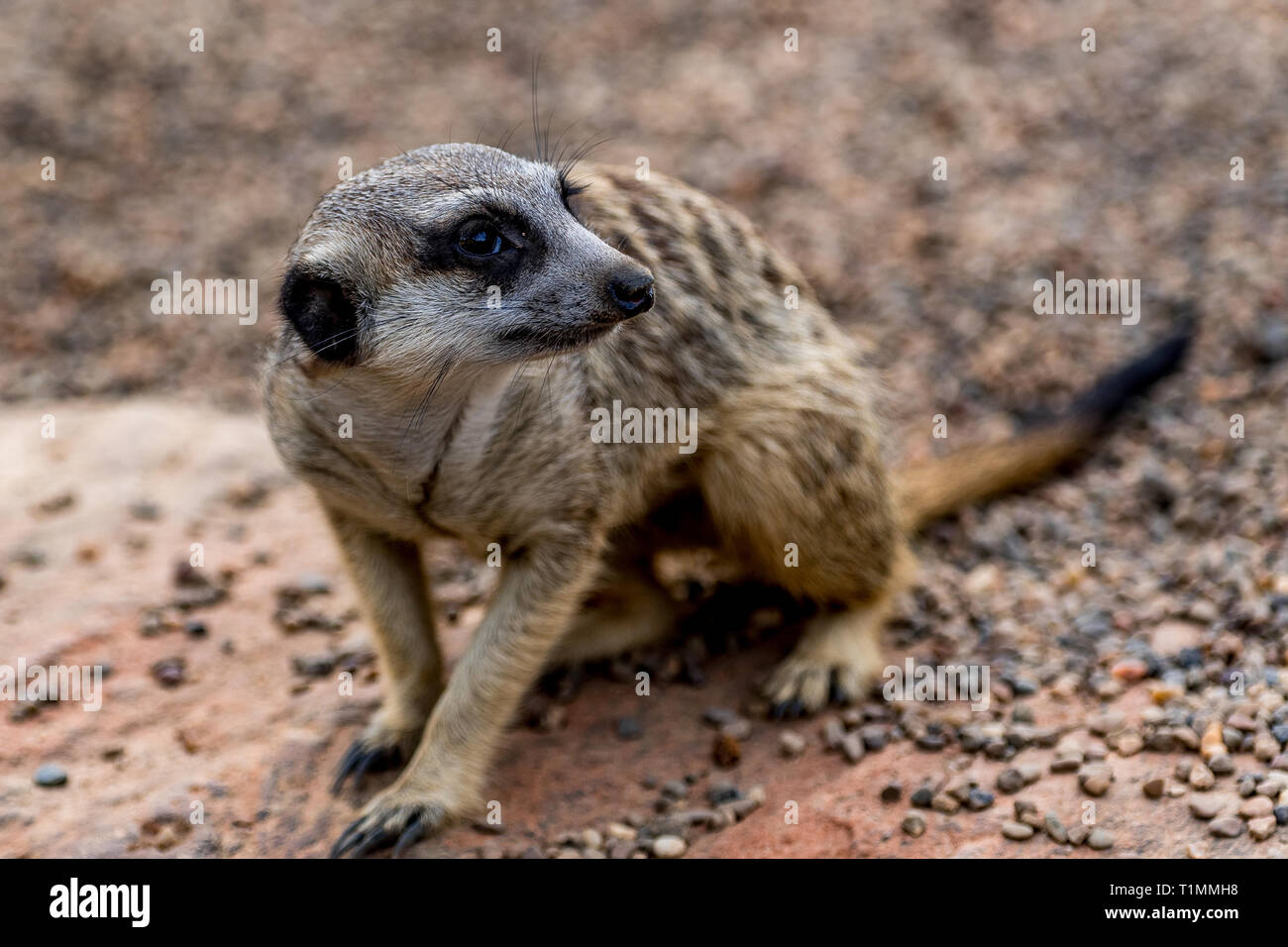 The meerkat or suricate (Suricata suricatta) is a small carnivoran ...