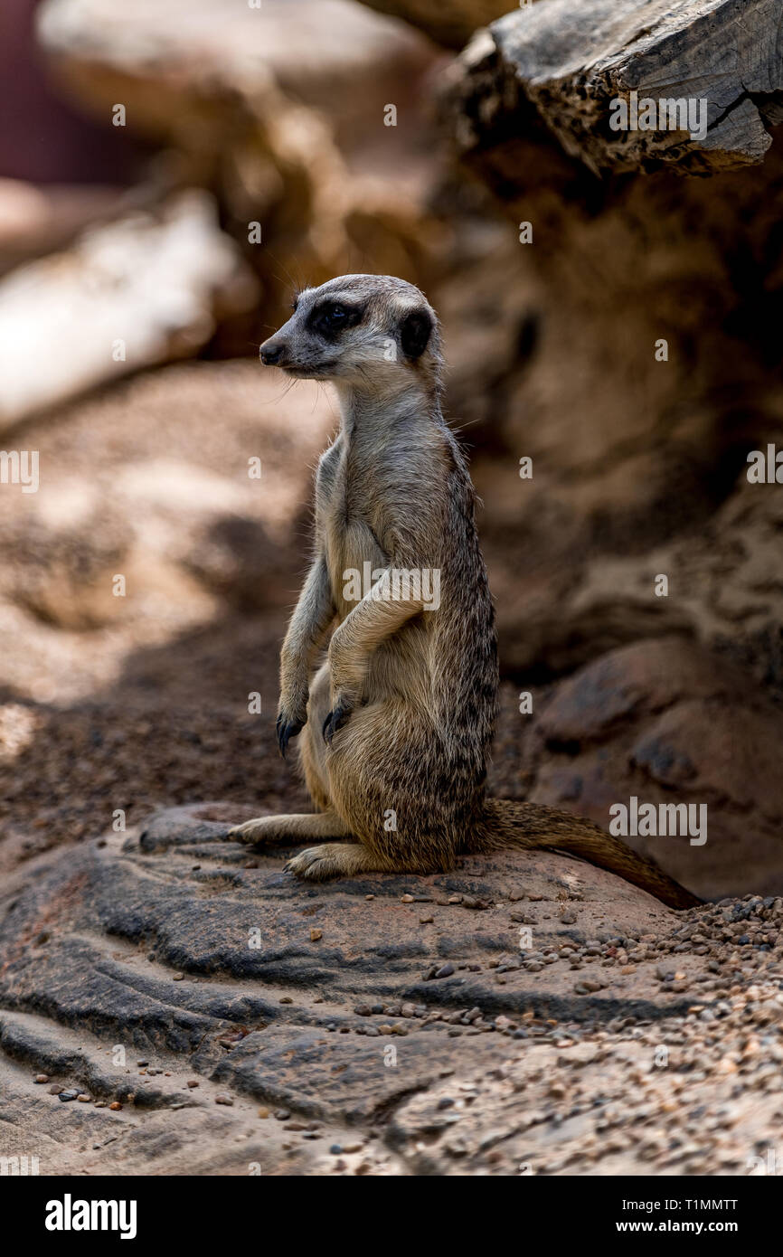 The meerkat or suricate (Suricata suricatta) is a small carnivoran ...