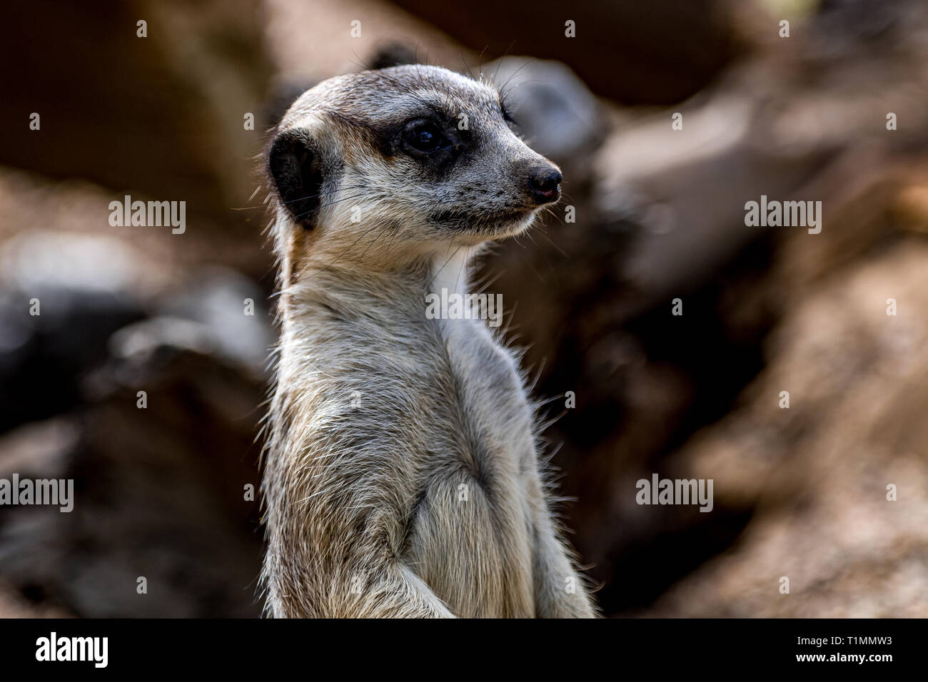 The meerkat or suricate (Suricata suricatta) is a small carnivoran ...