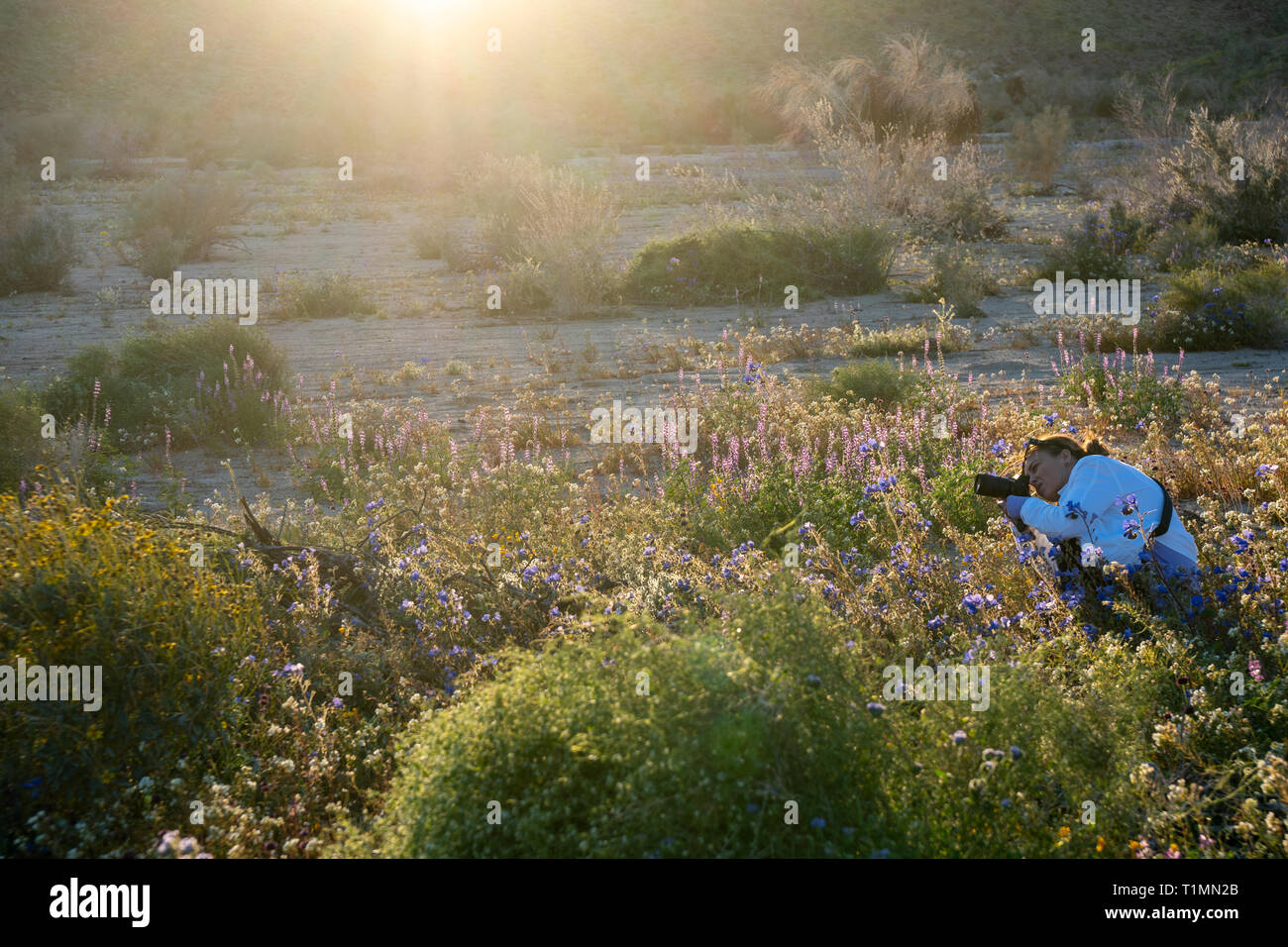 Woman photographer takes photos of a wildflower field in California at ...