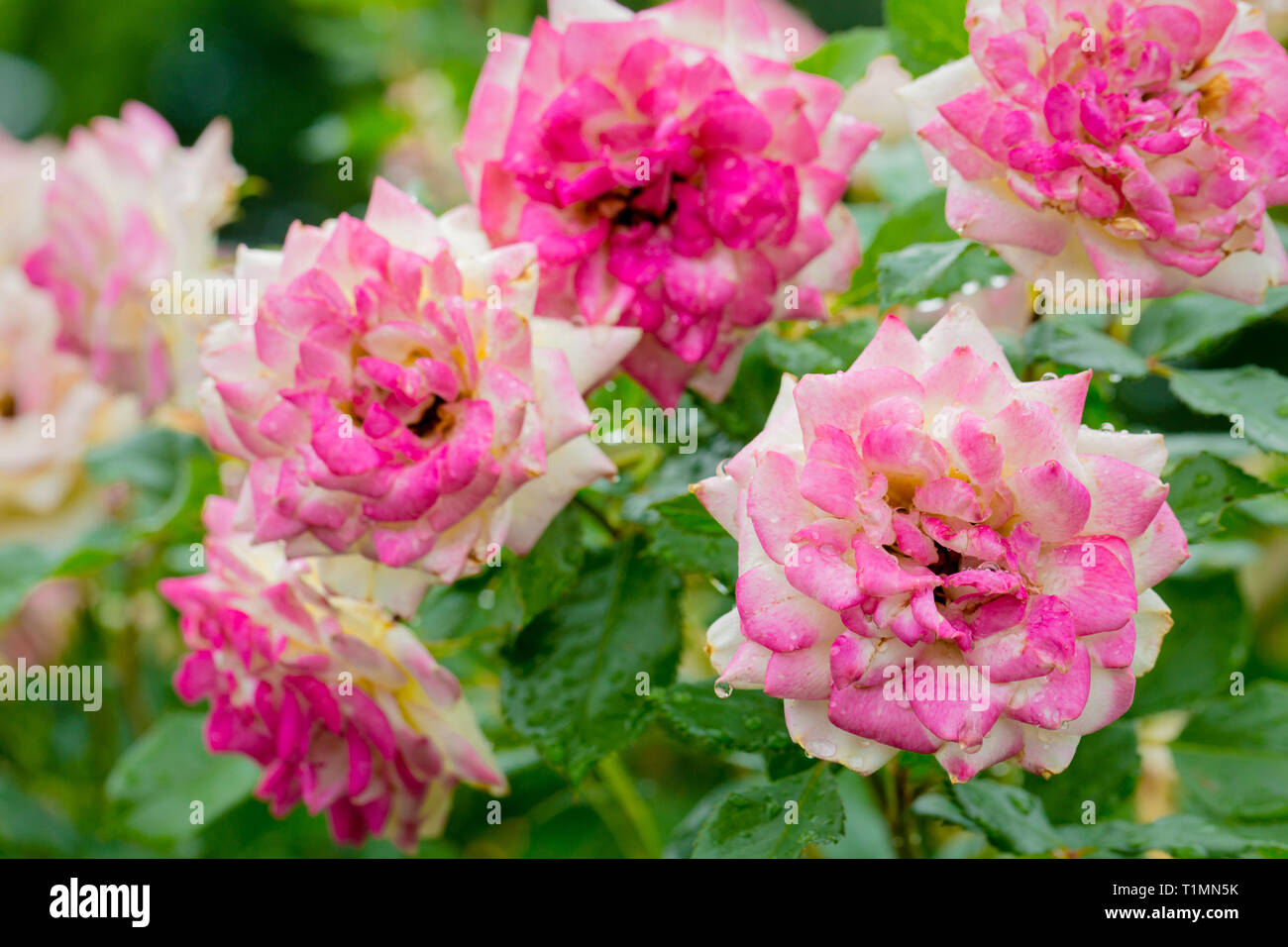 Beautiful colorful climbing roses in spring in the garden Stock Photo ...