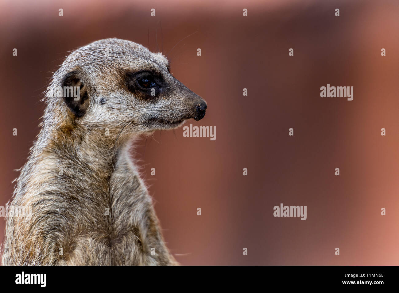 The meerkat or suricate (Suricata suricatta) is a small carnivoran ...