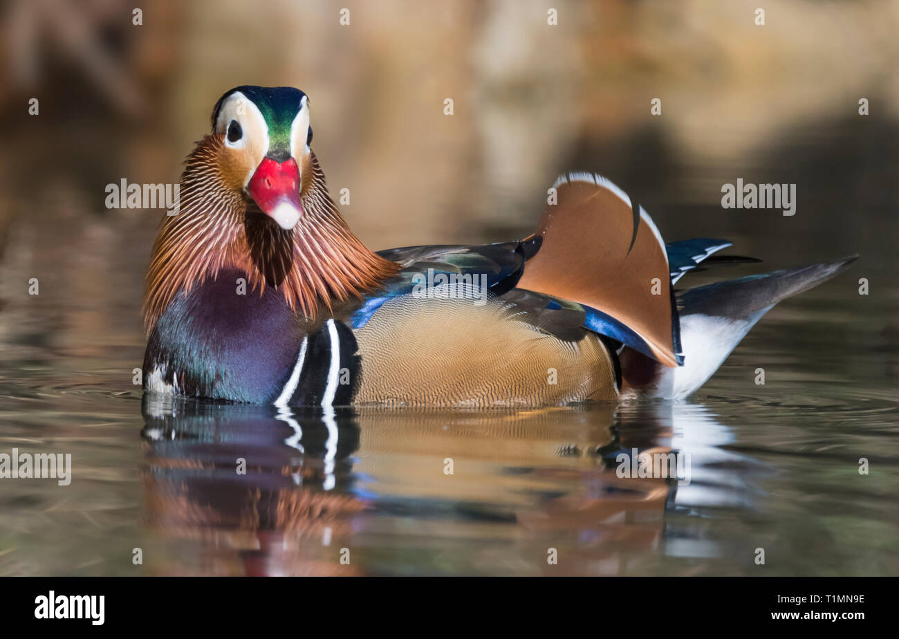 Side on view of duck hi-res stock photography and images - Alamy