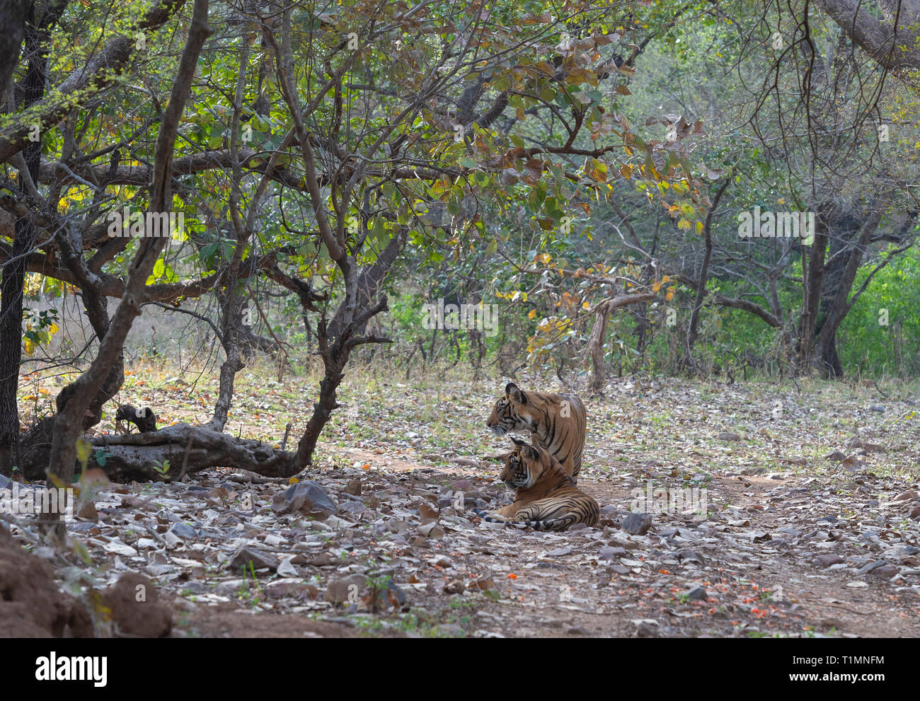 Two Subadults Male tigers,Ranthambhore National park,Rajasthan,India ...