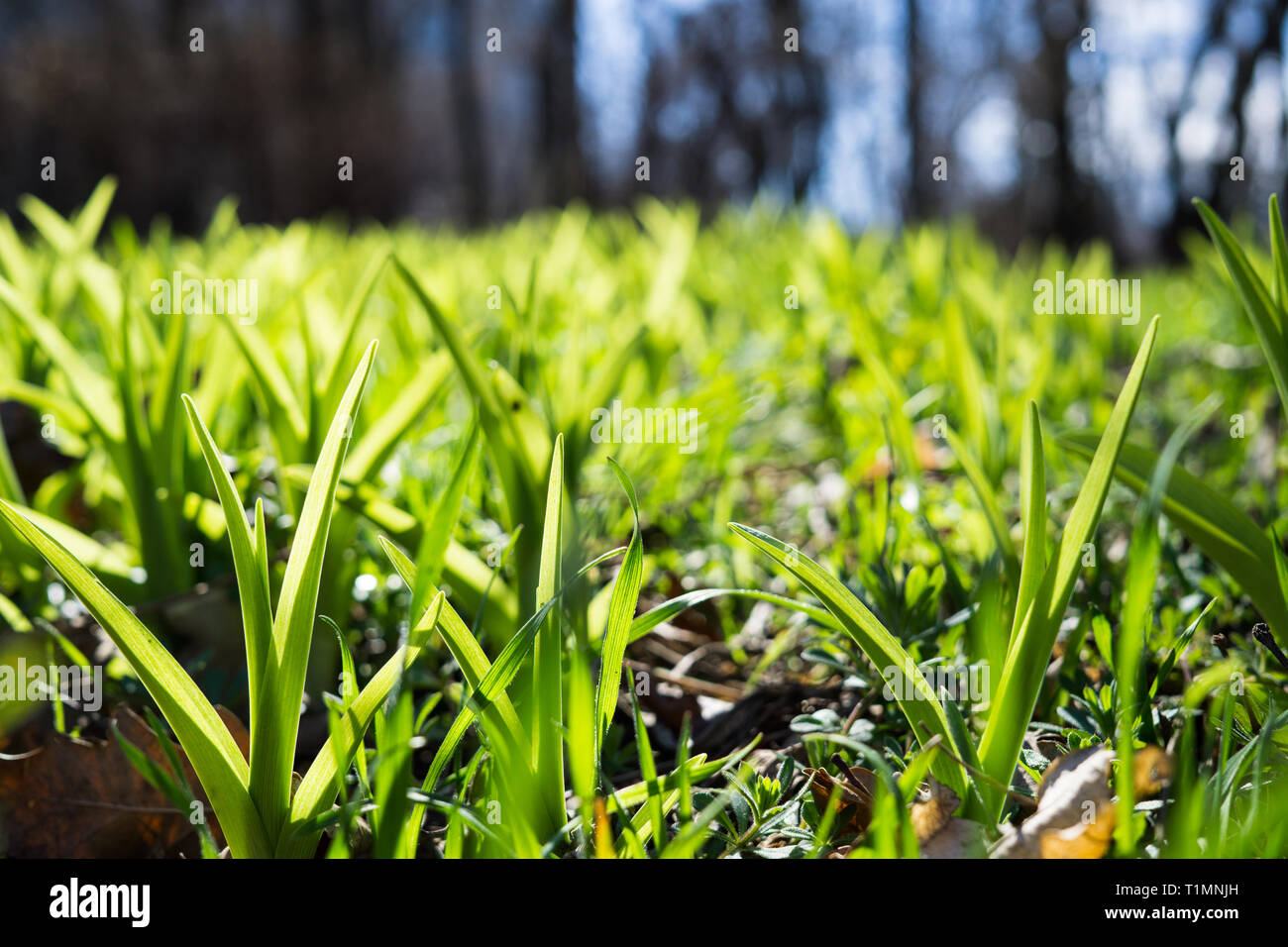 Natural green grass on the ground, plants and leaves close-up Stock ...